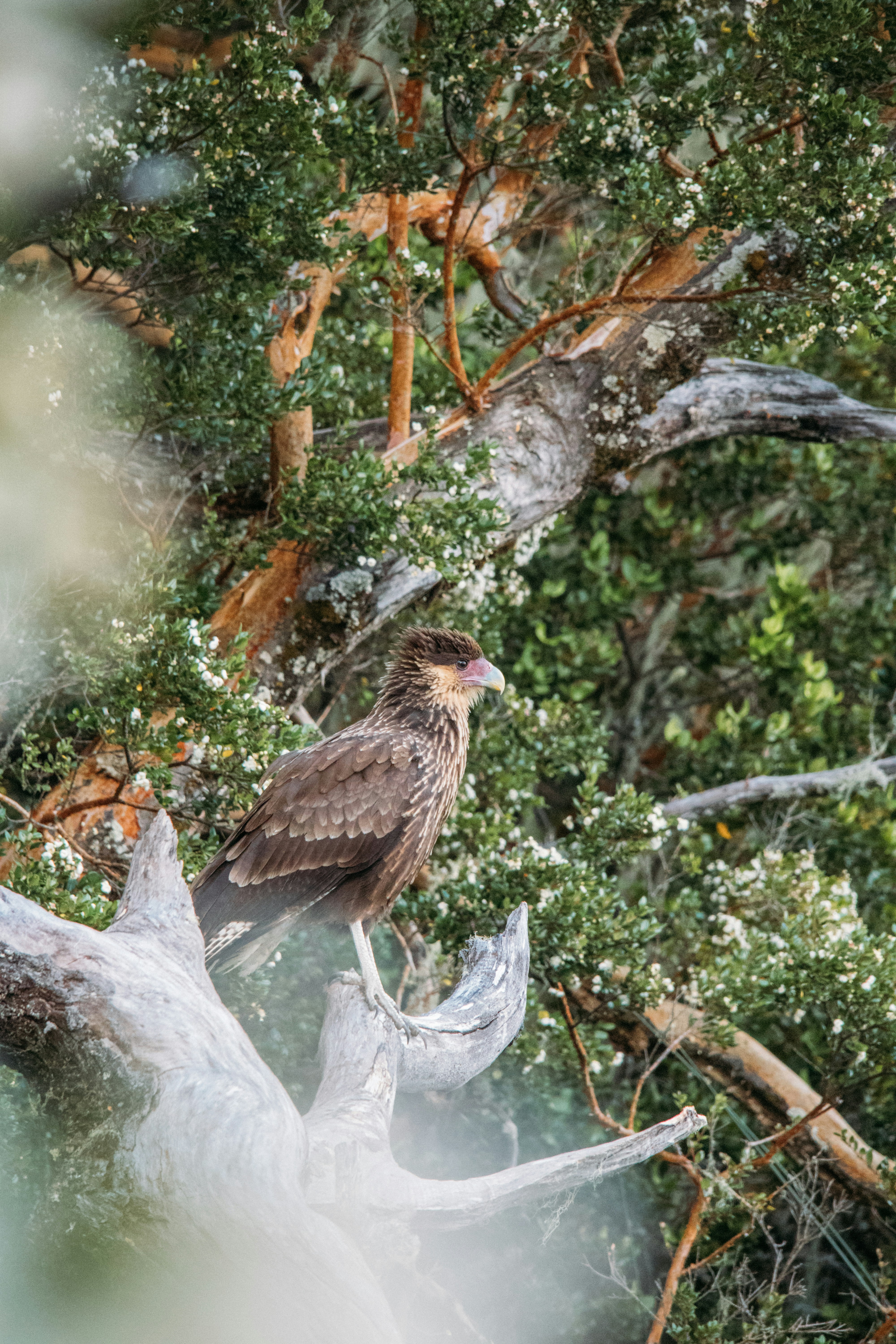 Rook on a weathered branch: a perched crested hawk amid gnarled pines