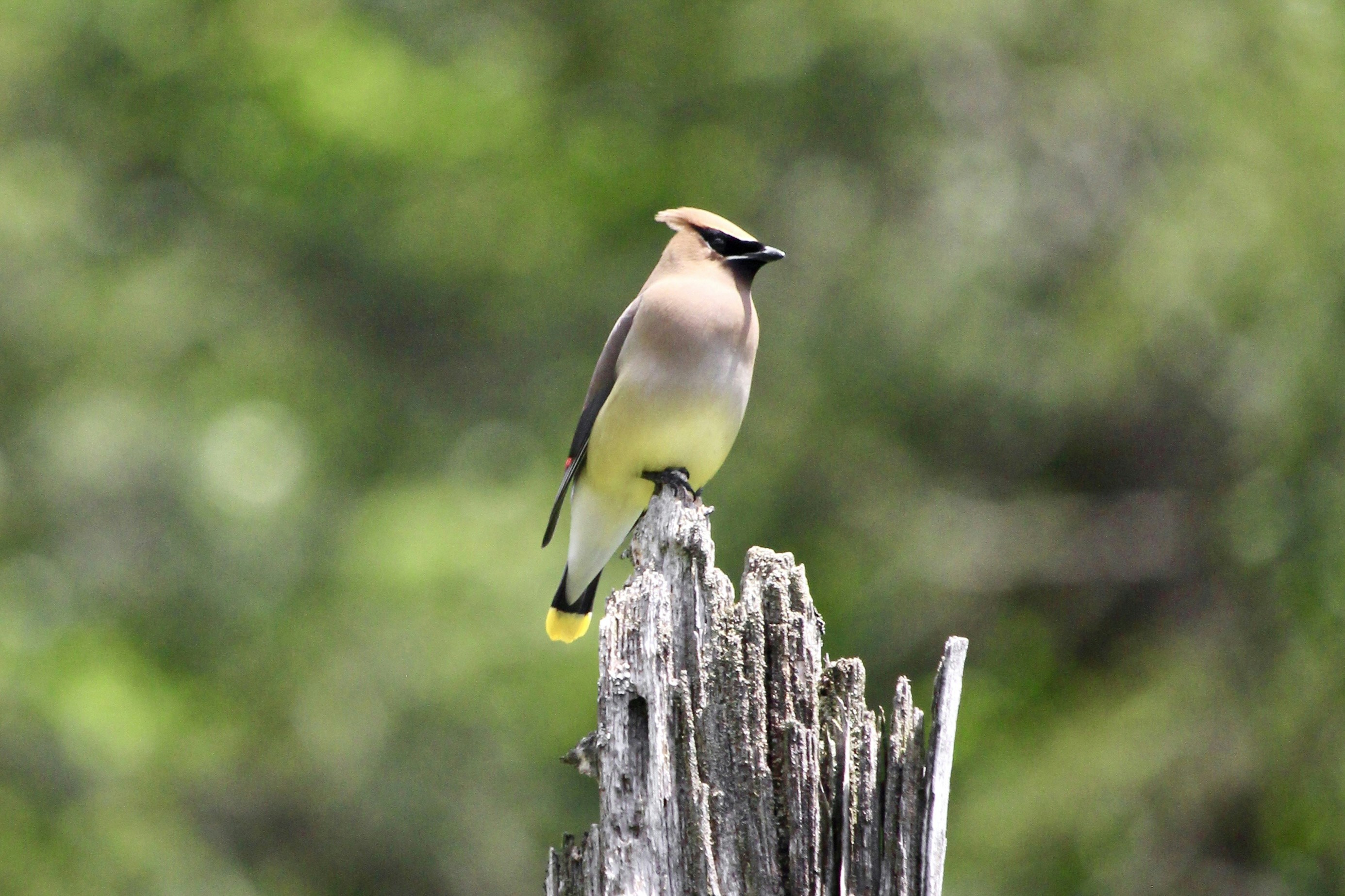 Small bird with a pale chest sits atop a weathered stump, set against a blurred green background.