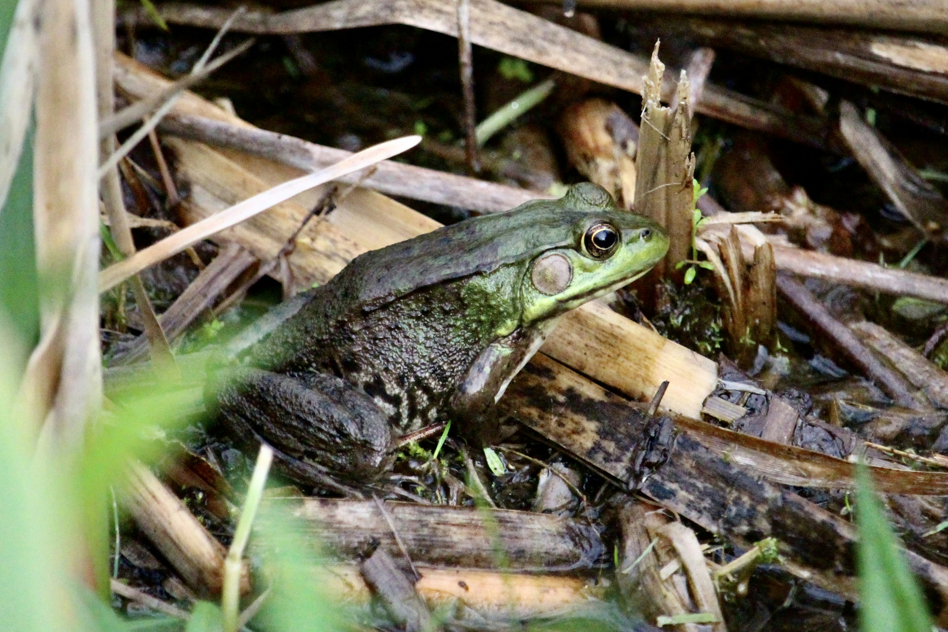 Emerald Camouflage: A Green Frog Quietly Surfaces Among Reed Debris