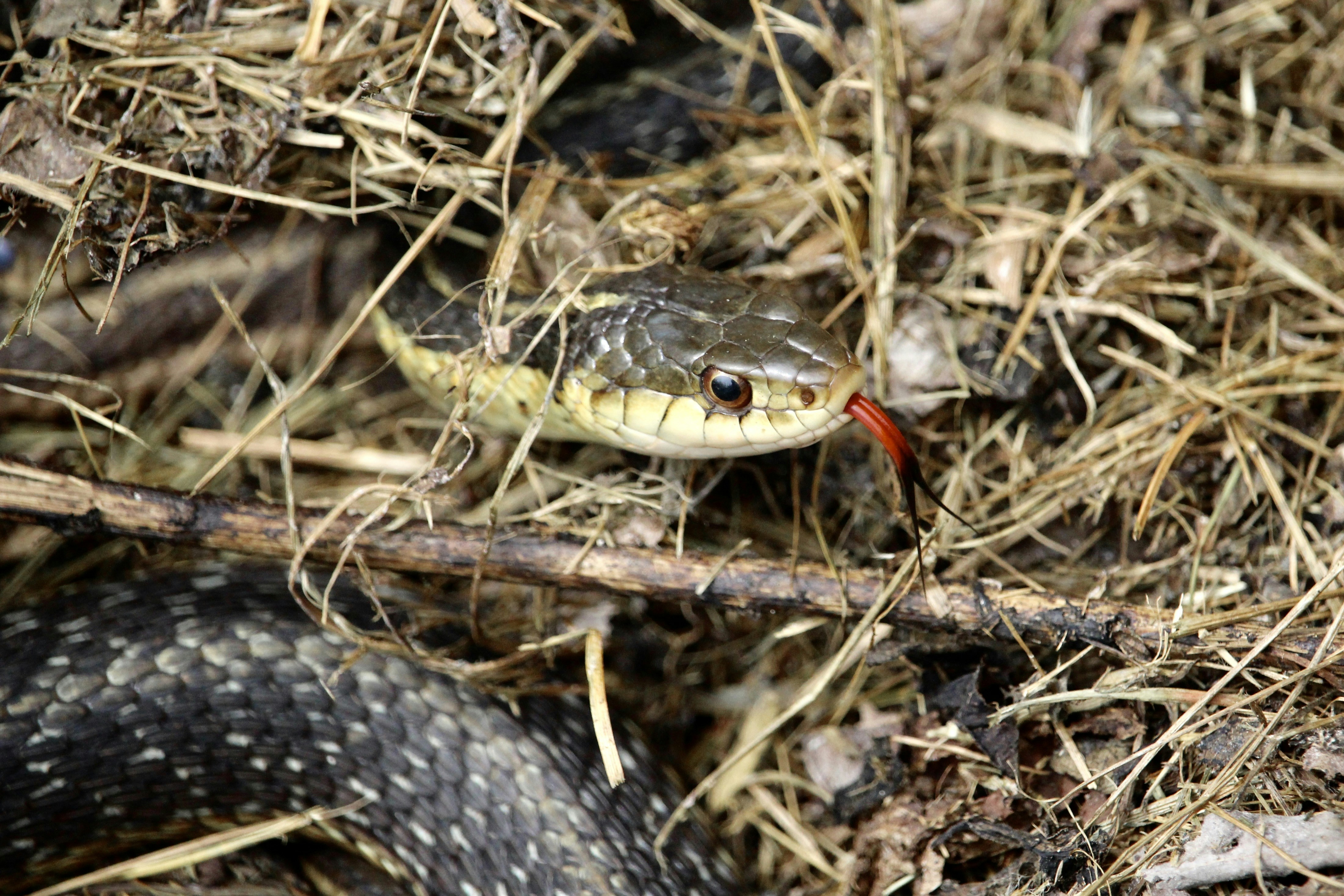 Venomous red-tipped strike in dried grass