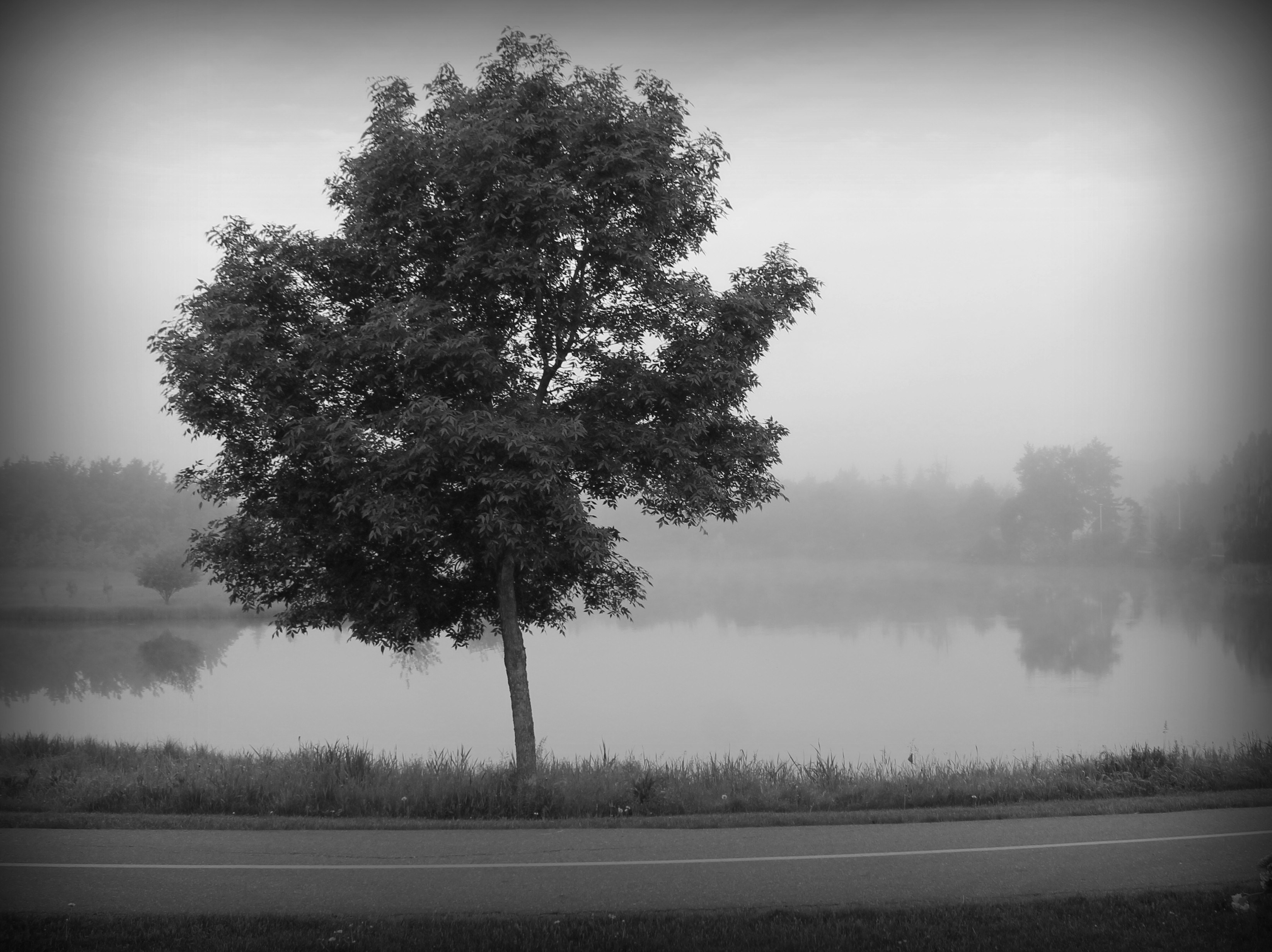 Lonely Tree by the Quiet Water
