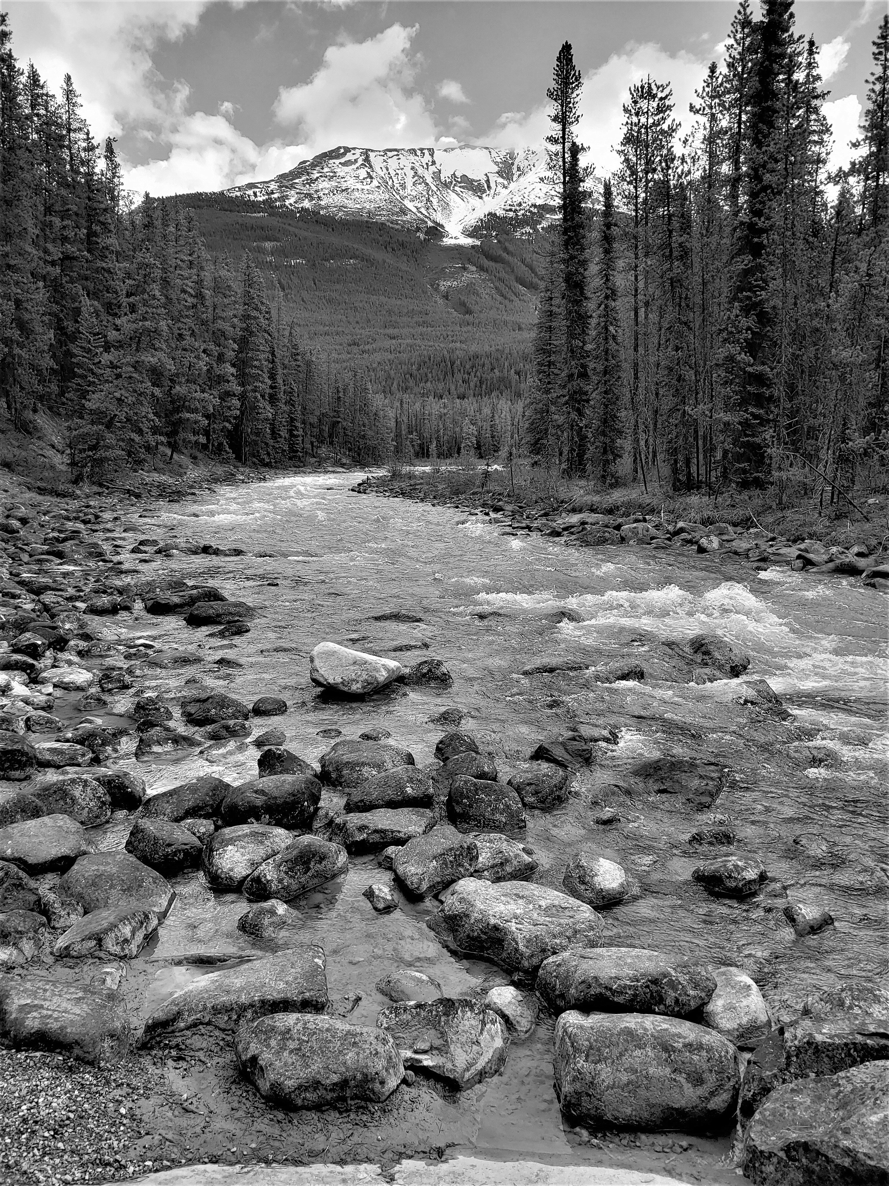 Rushing Alpine Stream Through a Conifer Corridor