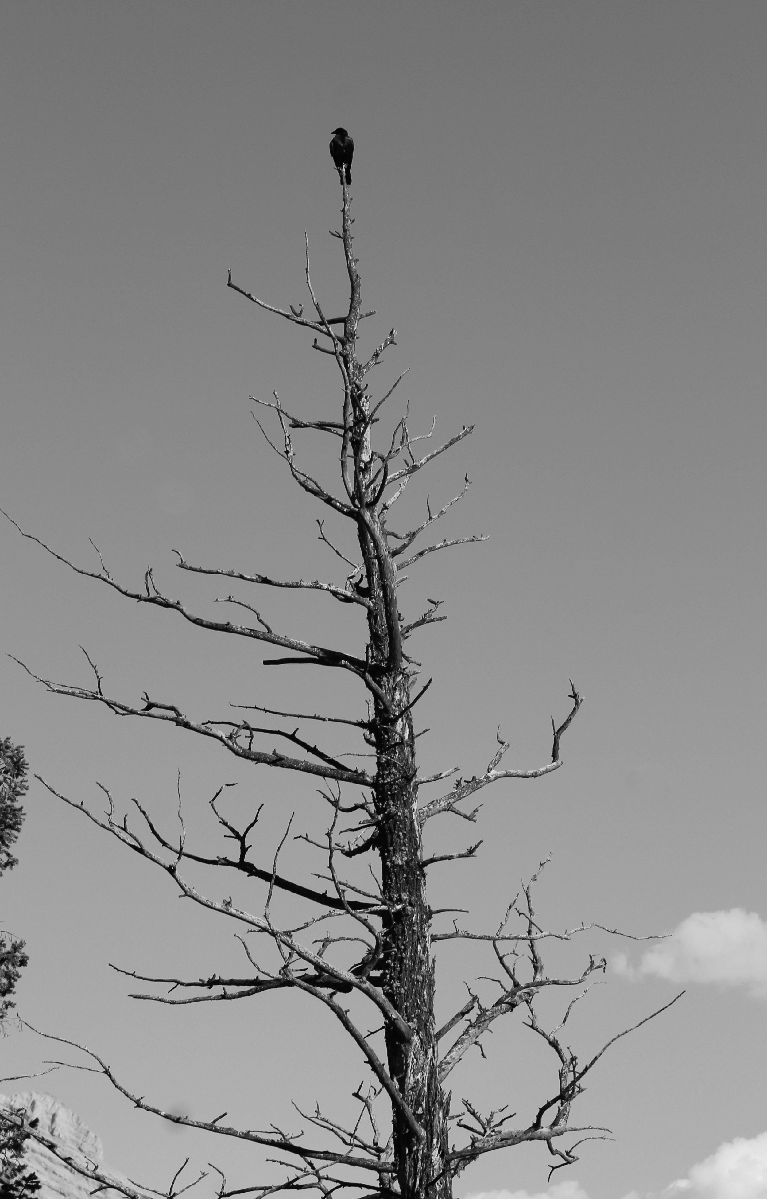 A lone crow at the crown: stark silence atop a dead tree
