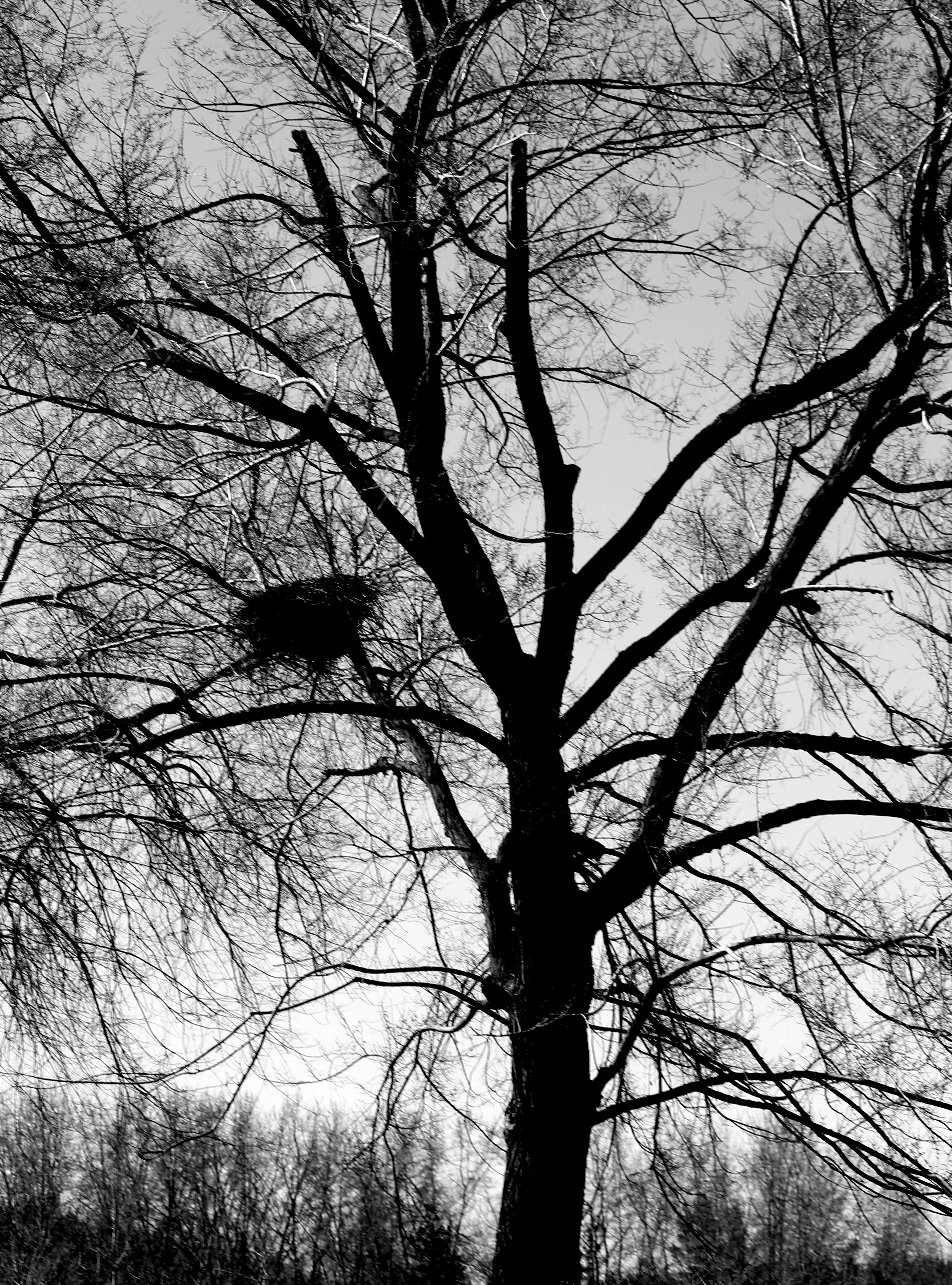 Silhouette Cathedral: A Winter Tree Reaches Into the Gray Sky