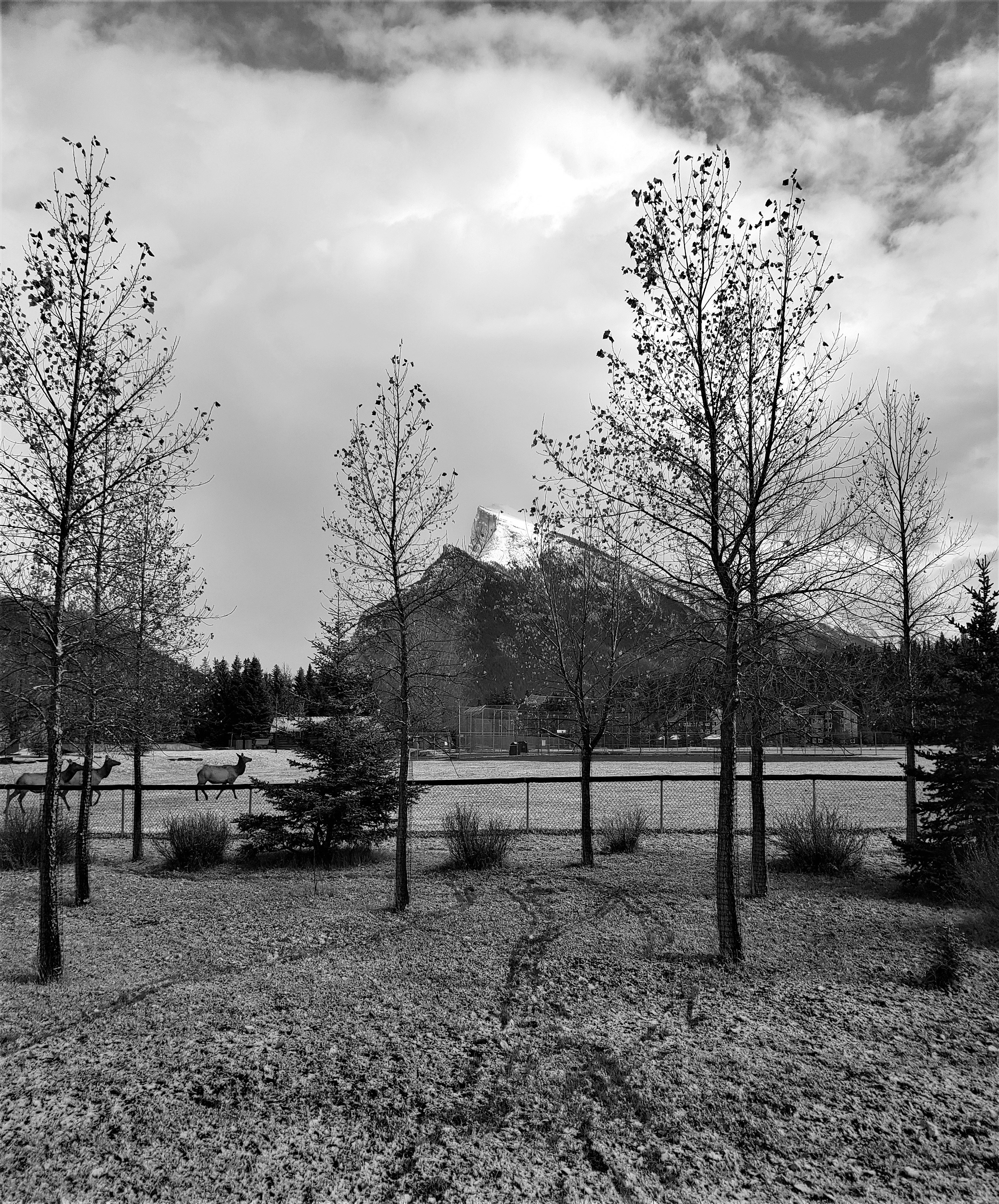Snowy Alpine Park Ghosted Under Winter Clouds