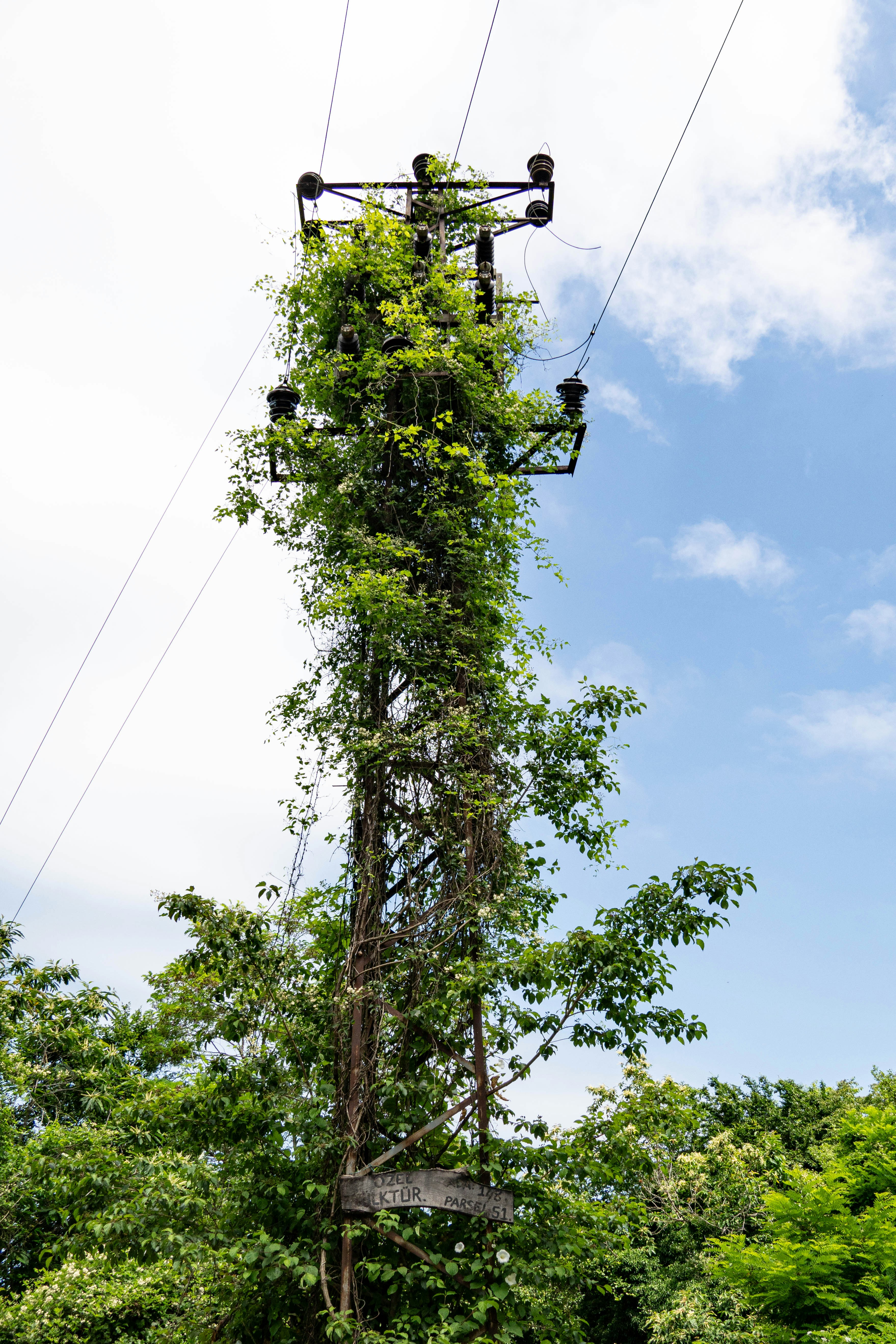 Overgrown Utility Tower Reaches for the Sky