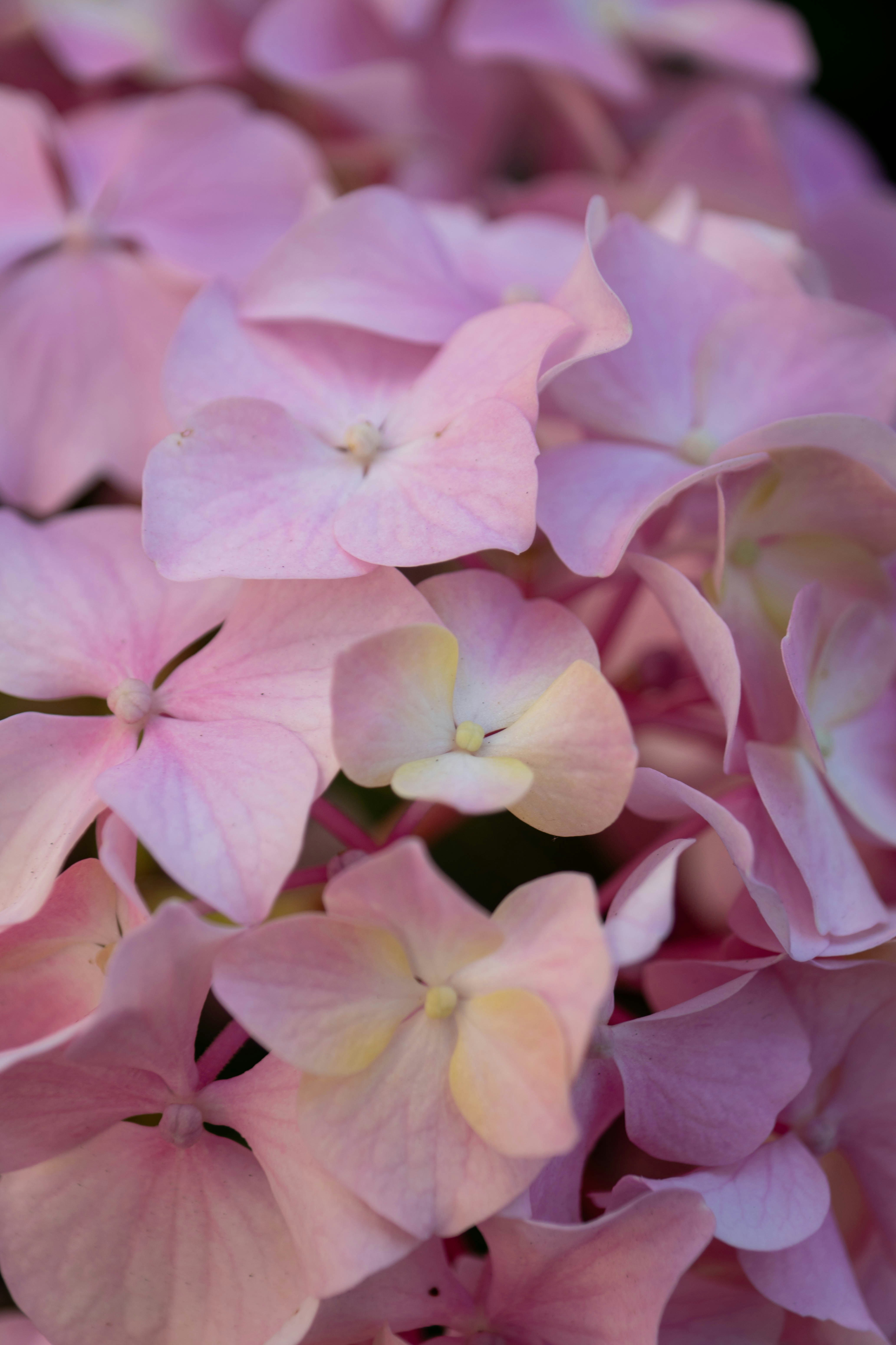 Soft Hydrangea Glow: A Dreamy Cascade of Pink Pettals
