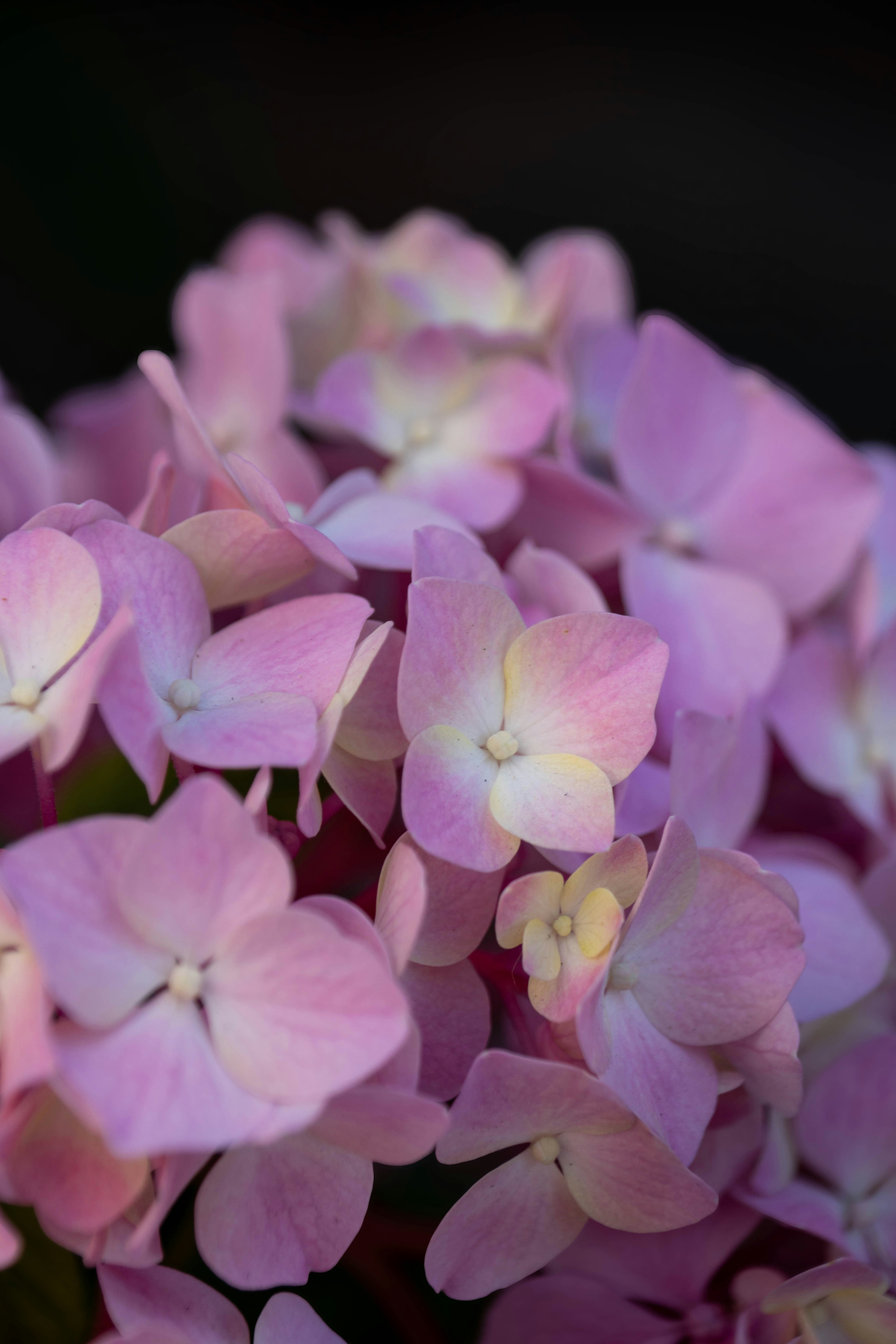 Soft Corridor of petals: pastel hydrangea bloom close-up