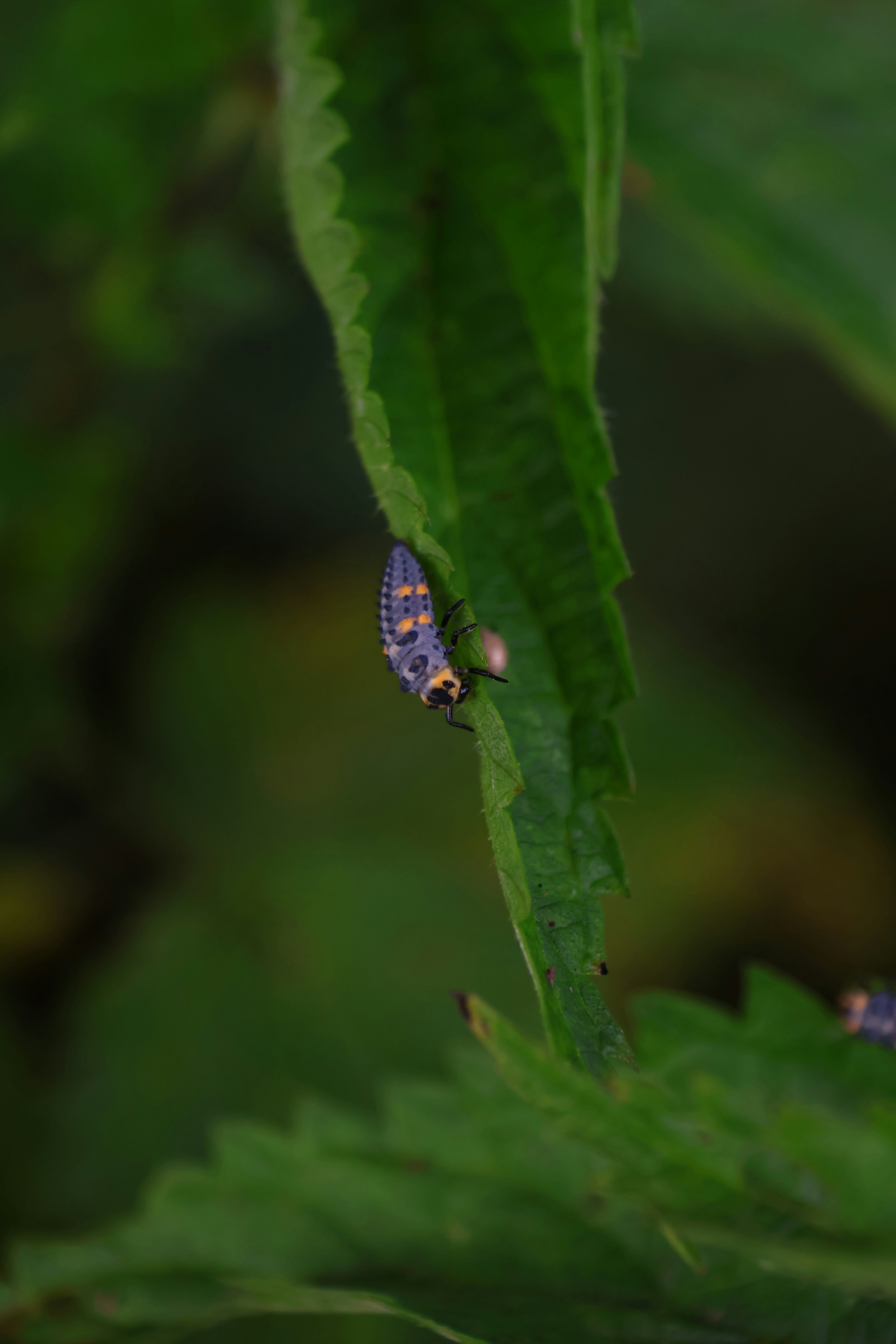 Dappled Delight: a tiny beetle clings to a serrated leaf