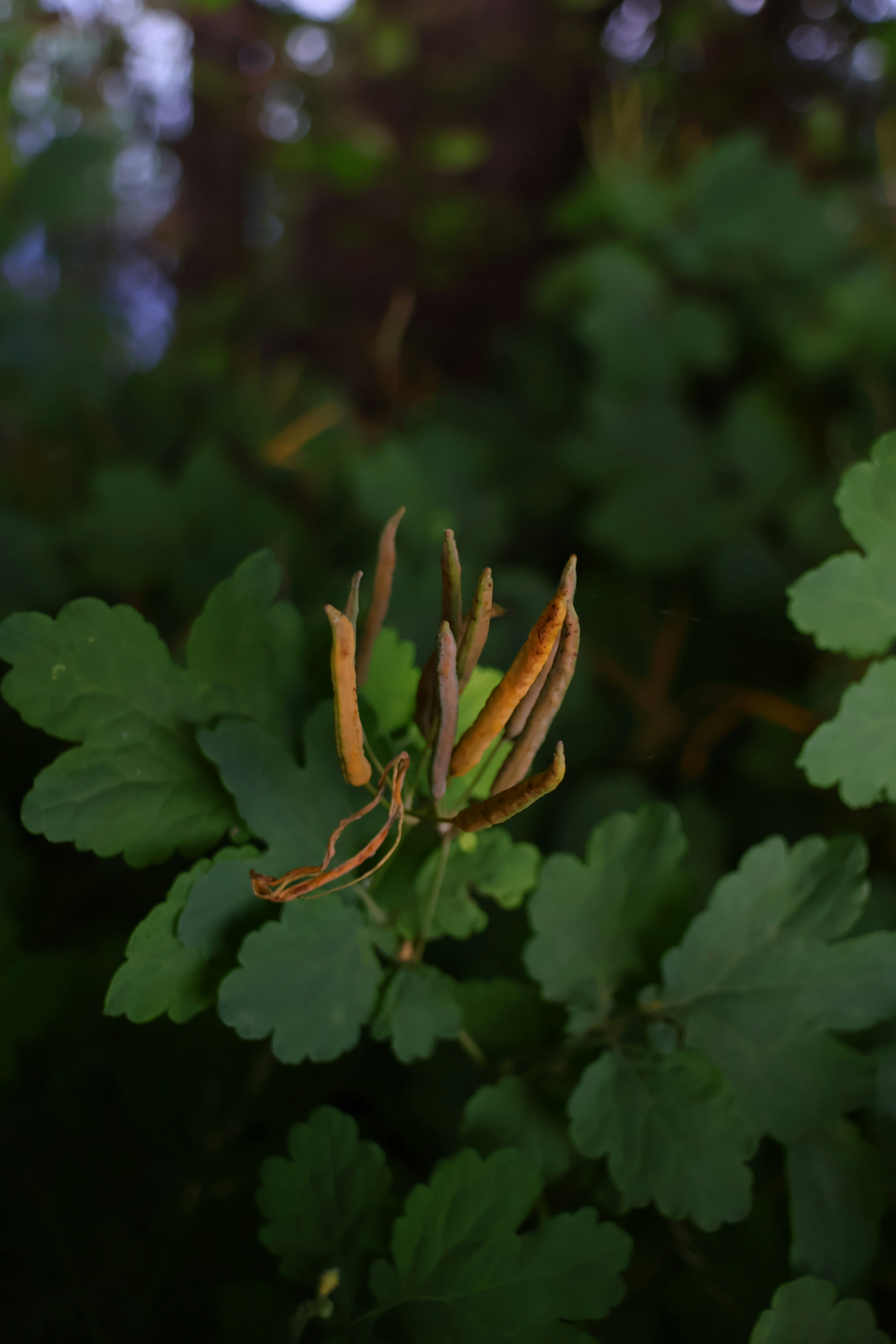 Withered Stamen Beads: A Quiet Portrait of Fading Bloom