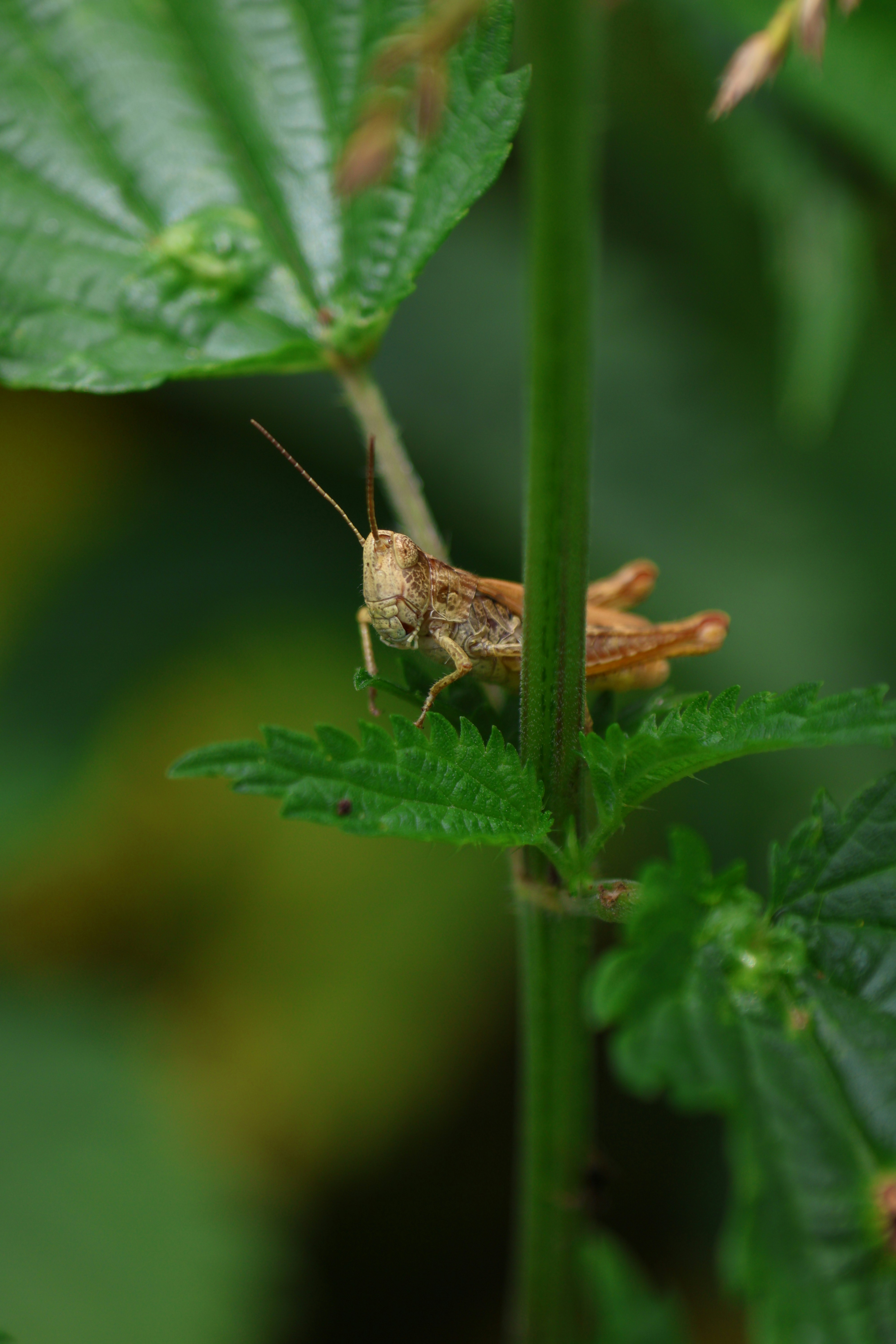 Leaf-Trail Crickets: Close-Up on a Meadow Hopper Resting on a Fern