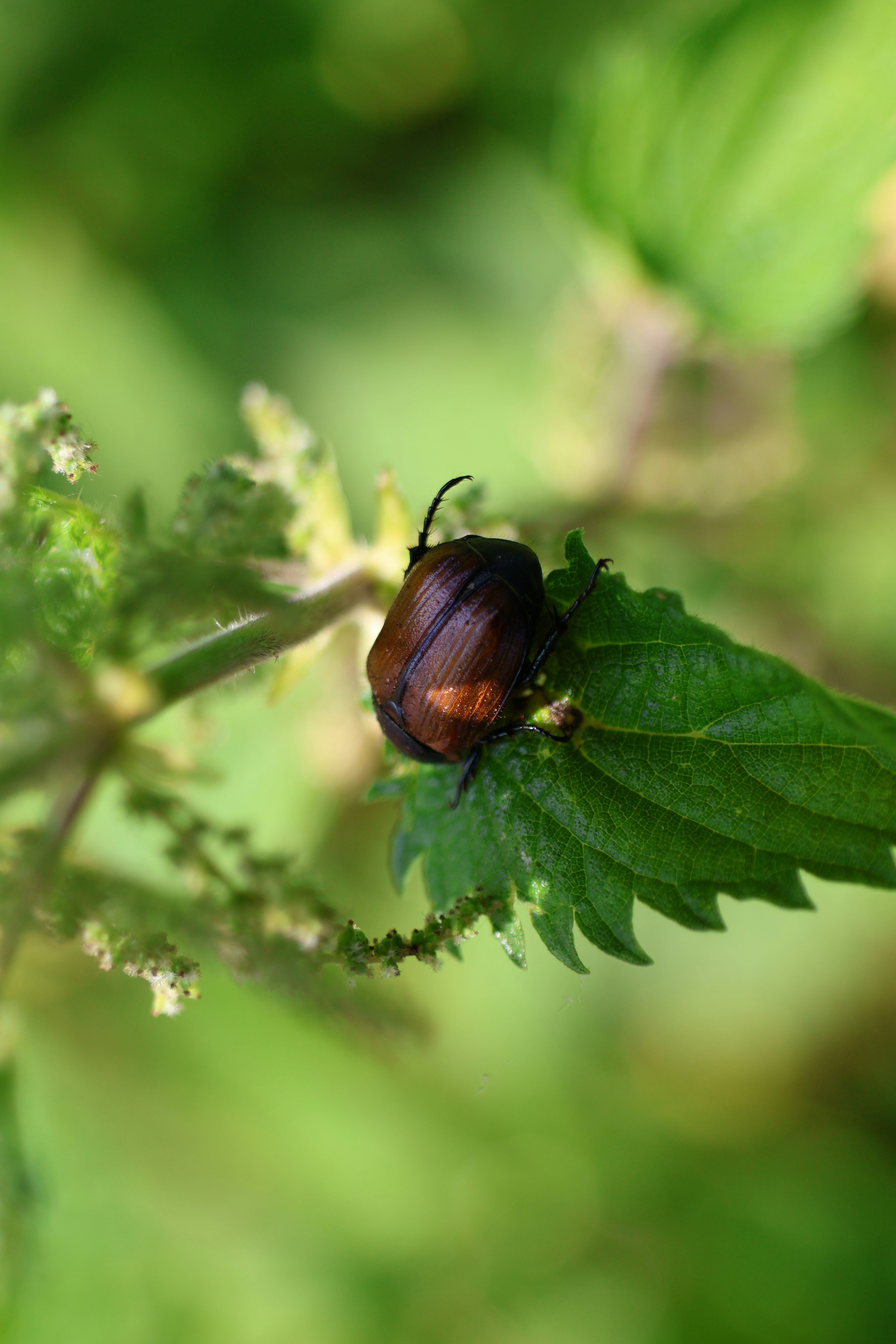 Ironclad On the Green: A Brown Beetle Claimed by a Leaf