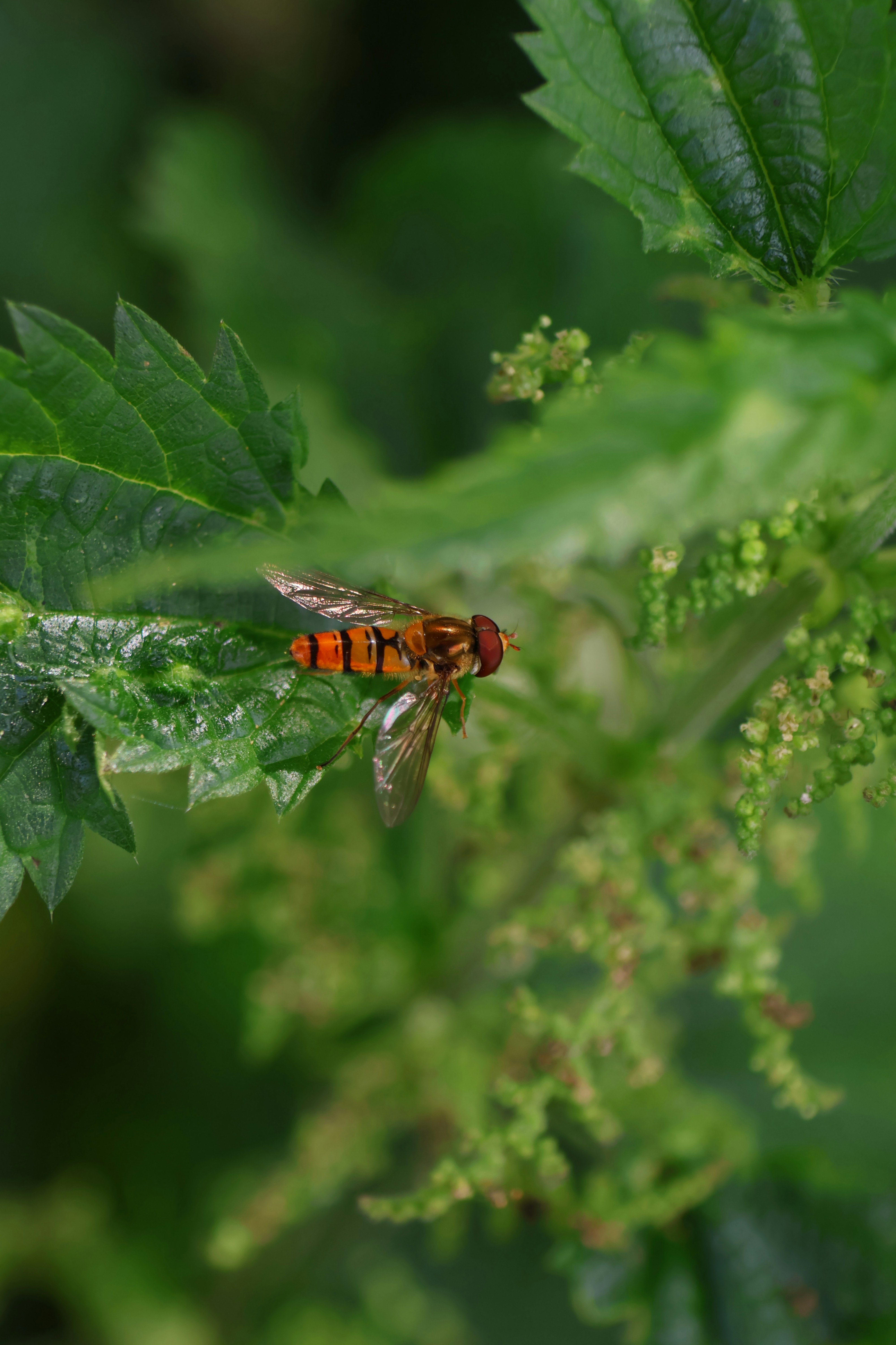 Orange-striped hoverfly on serrated green leaf