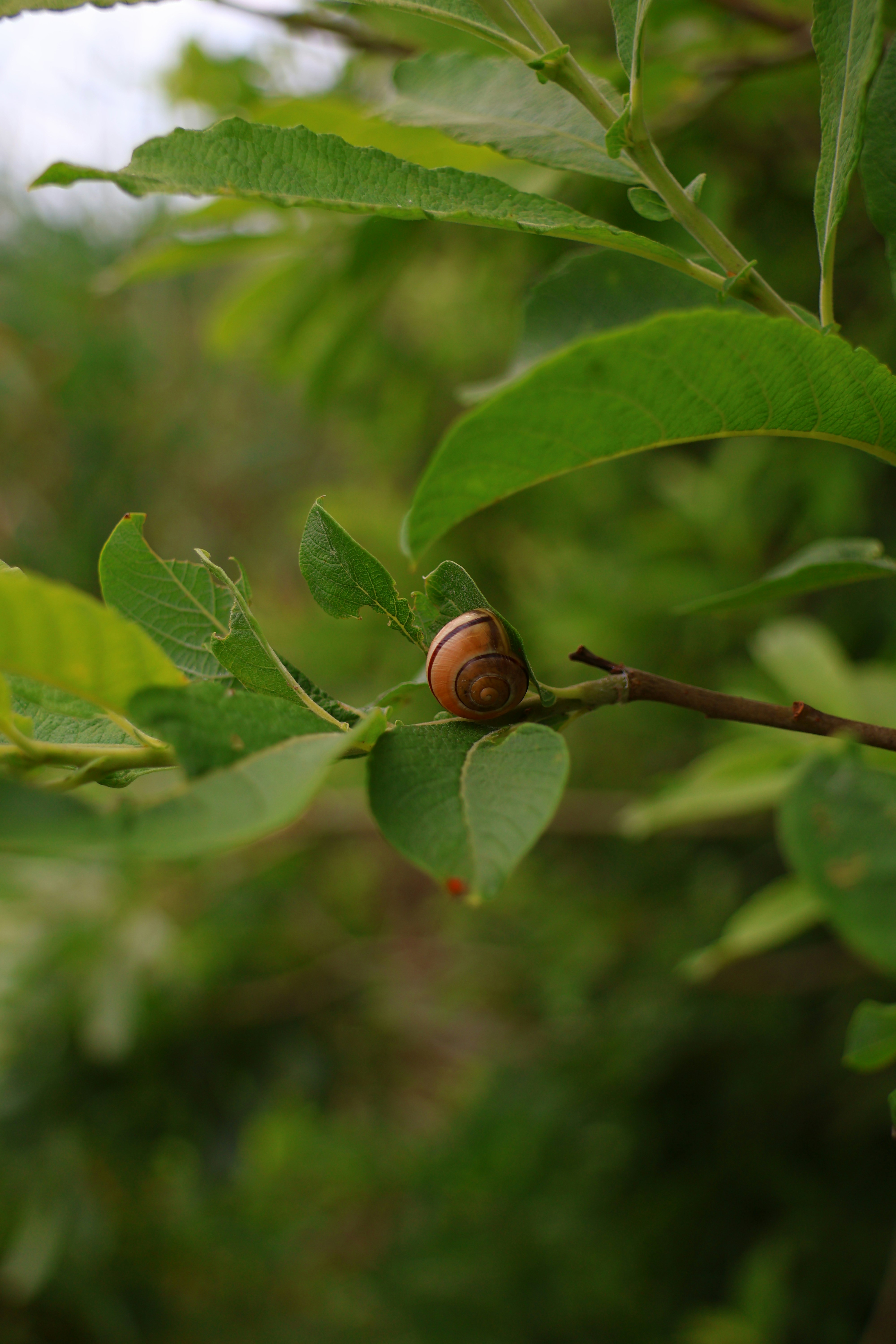 Shell-on-a-Branch: A Tiny Traveler Amid Green Leaves