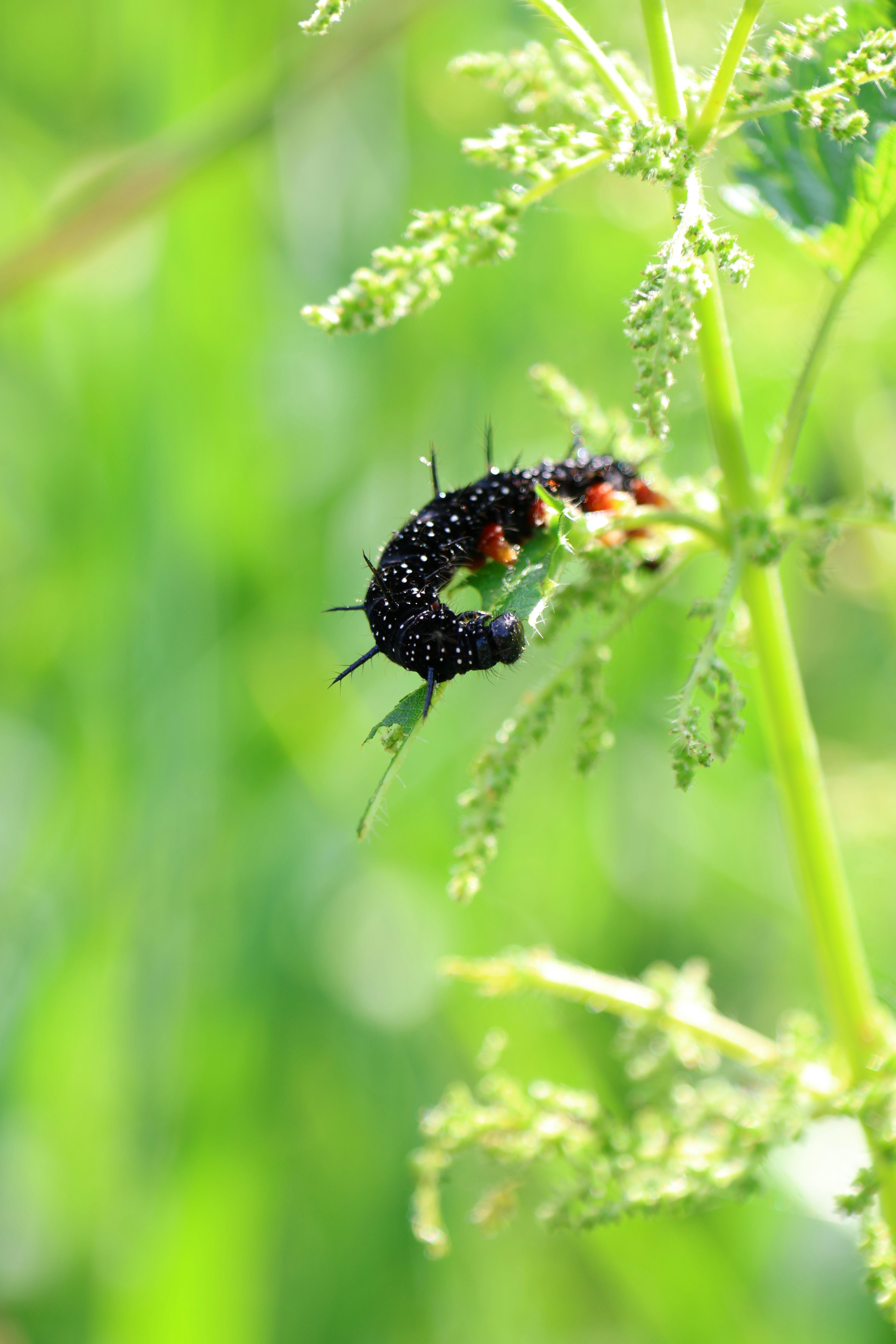 Daring Black Caterpillar on Green Pistil