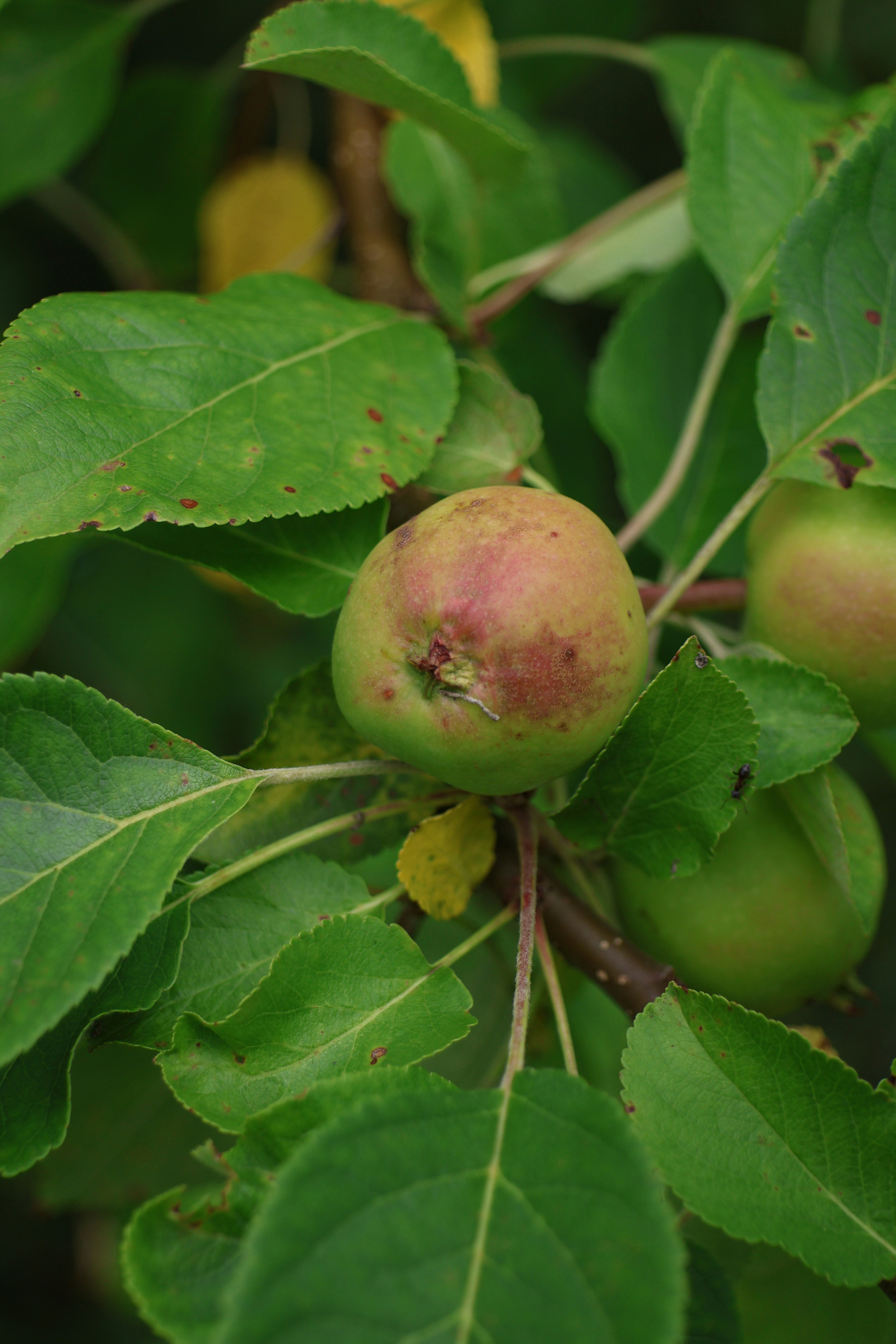 Ripened Apple Amid Green Canopy