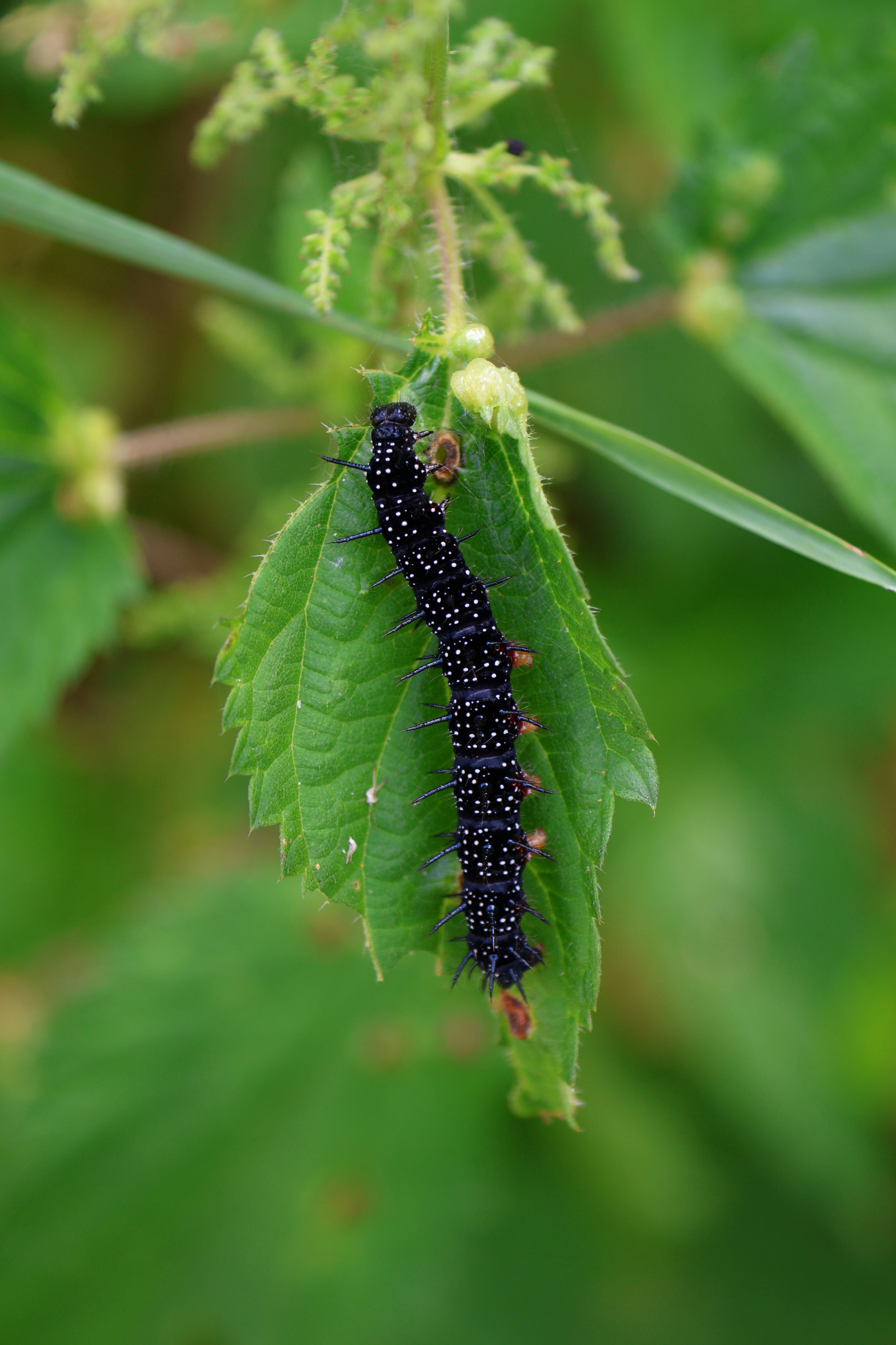 Velvet Black Caterpillar on Serrated Green Leaf