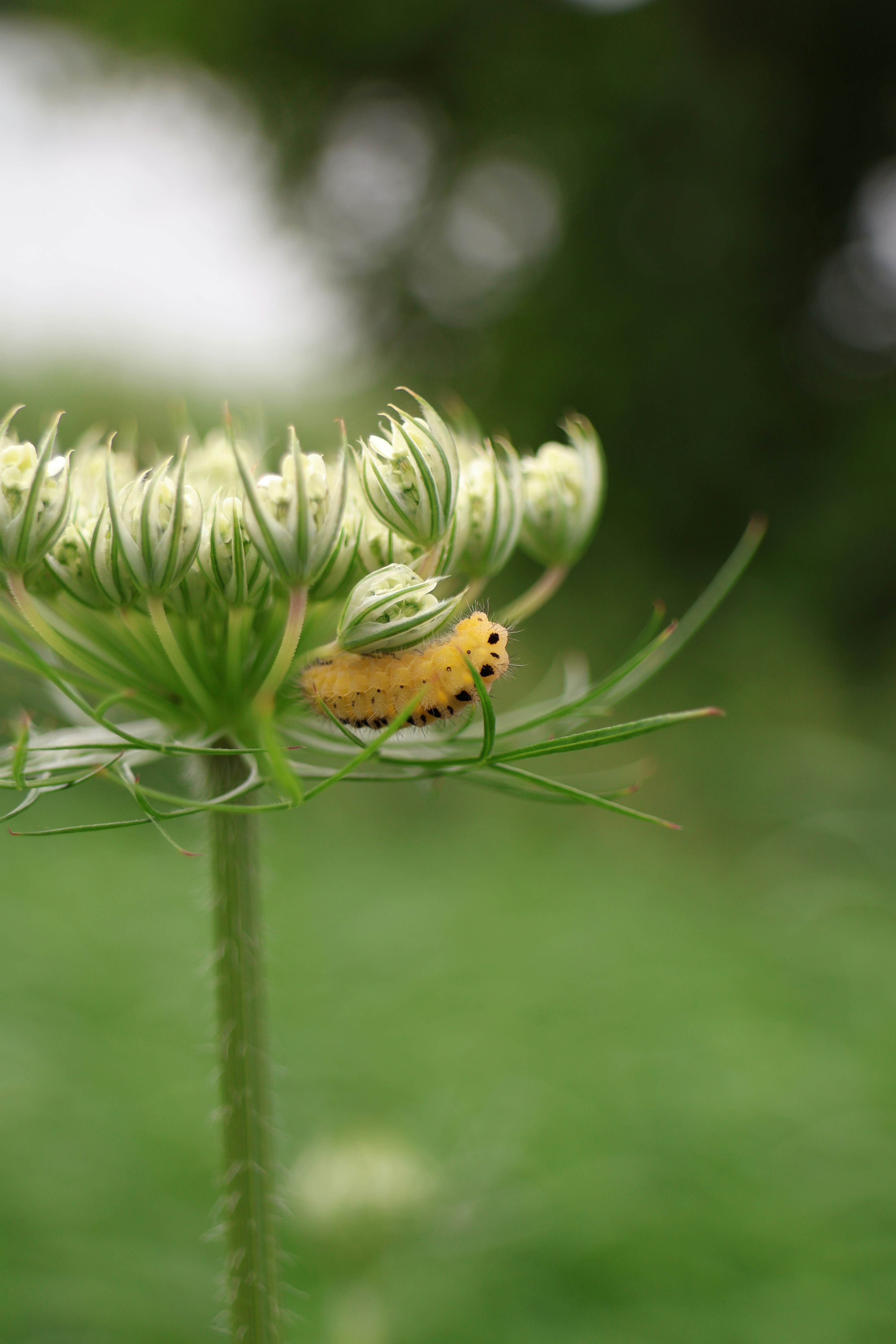 Yellow caterpillar on a wildflower crown