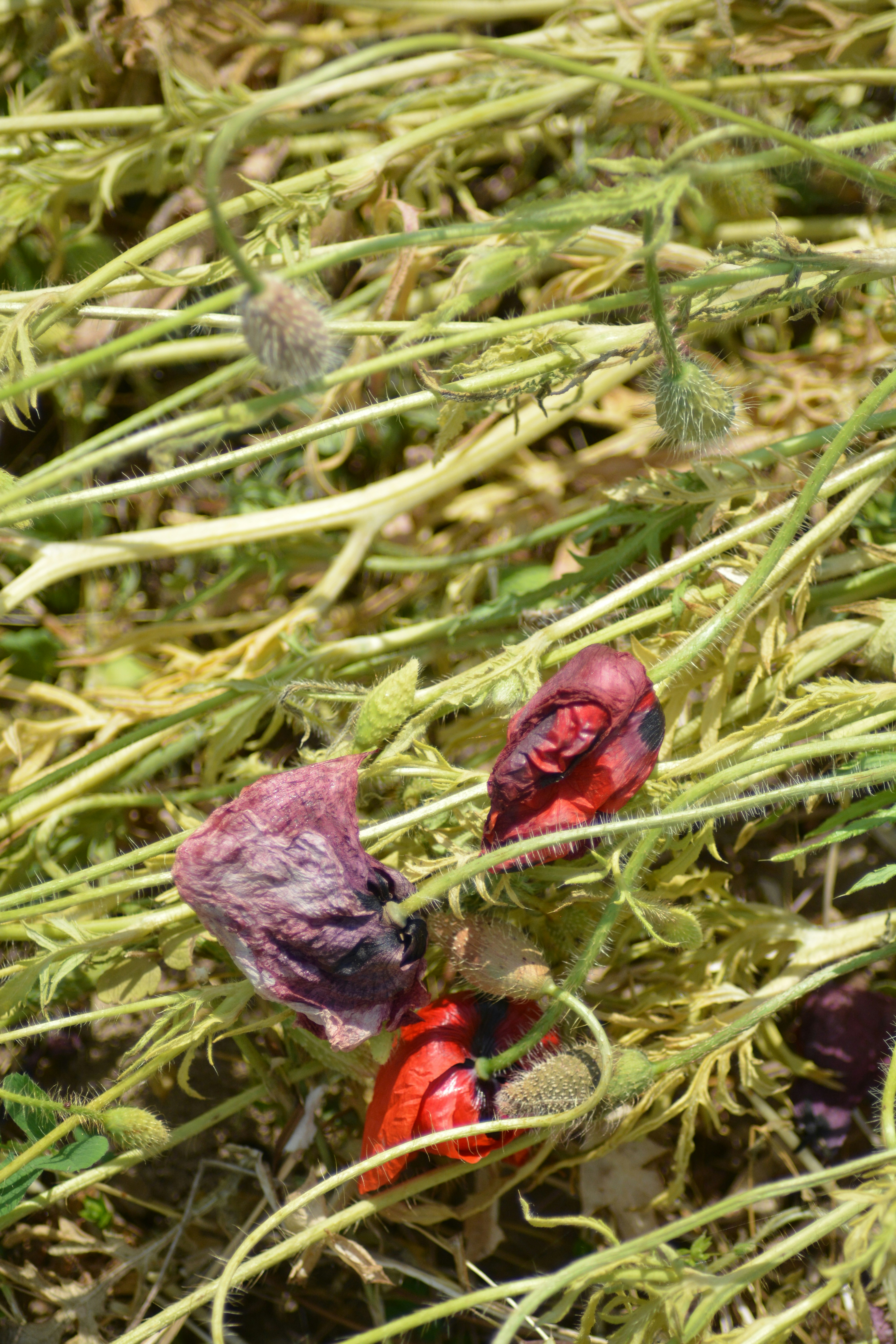 Withered Red Blossoms Entangled in Desert Scrubs