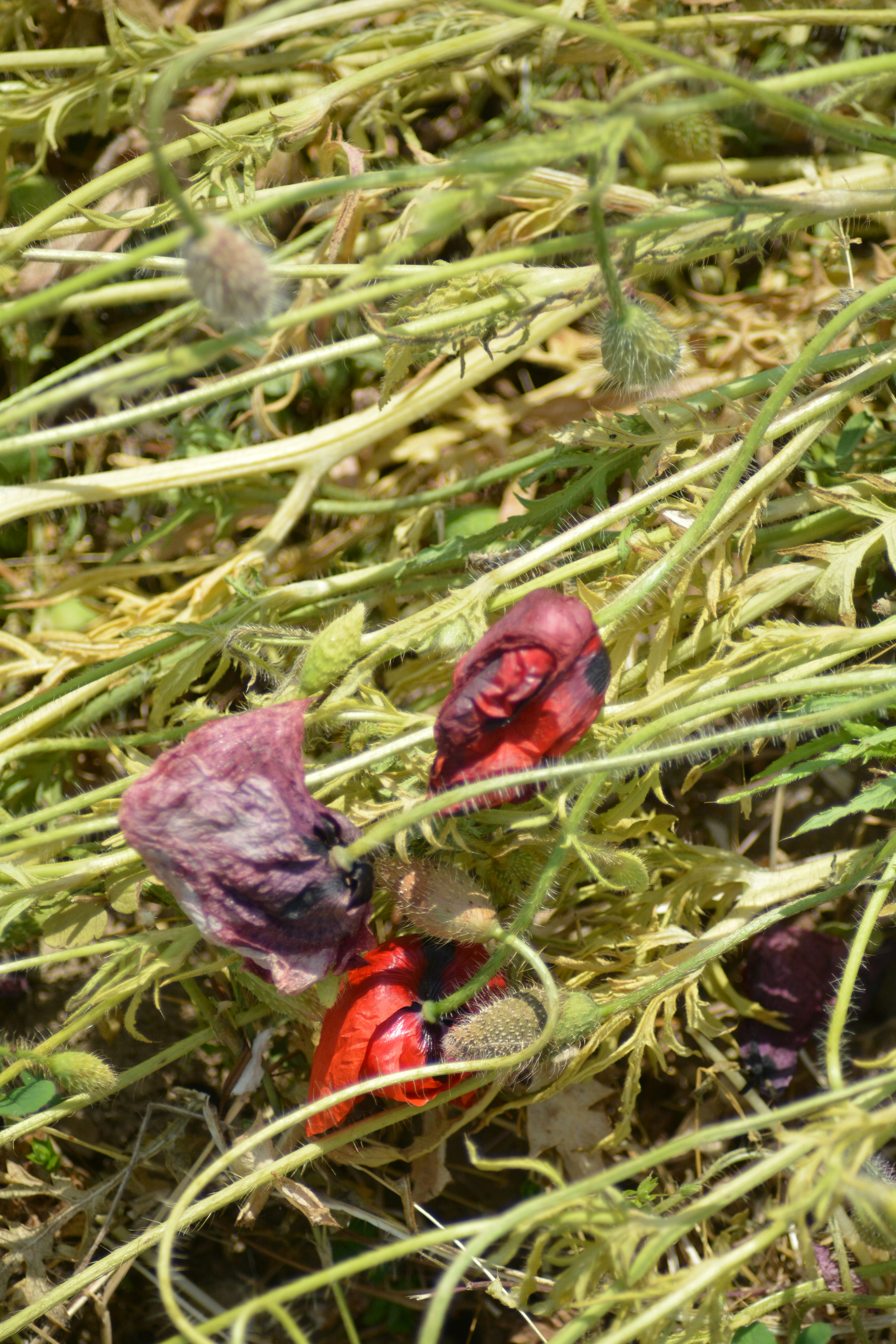 Crushed Petals and Spiky Green Surroundings: A Wild, Dried Bed of Color