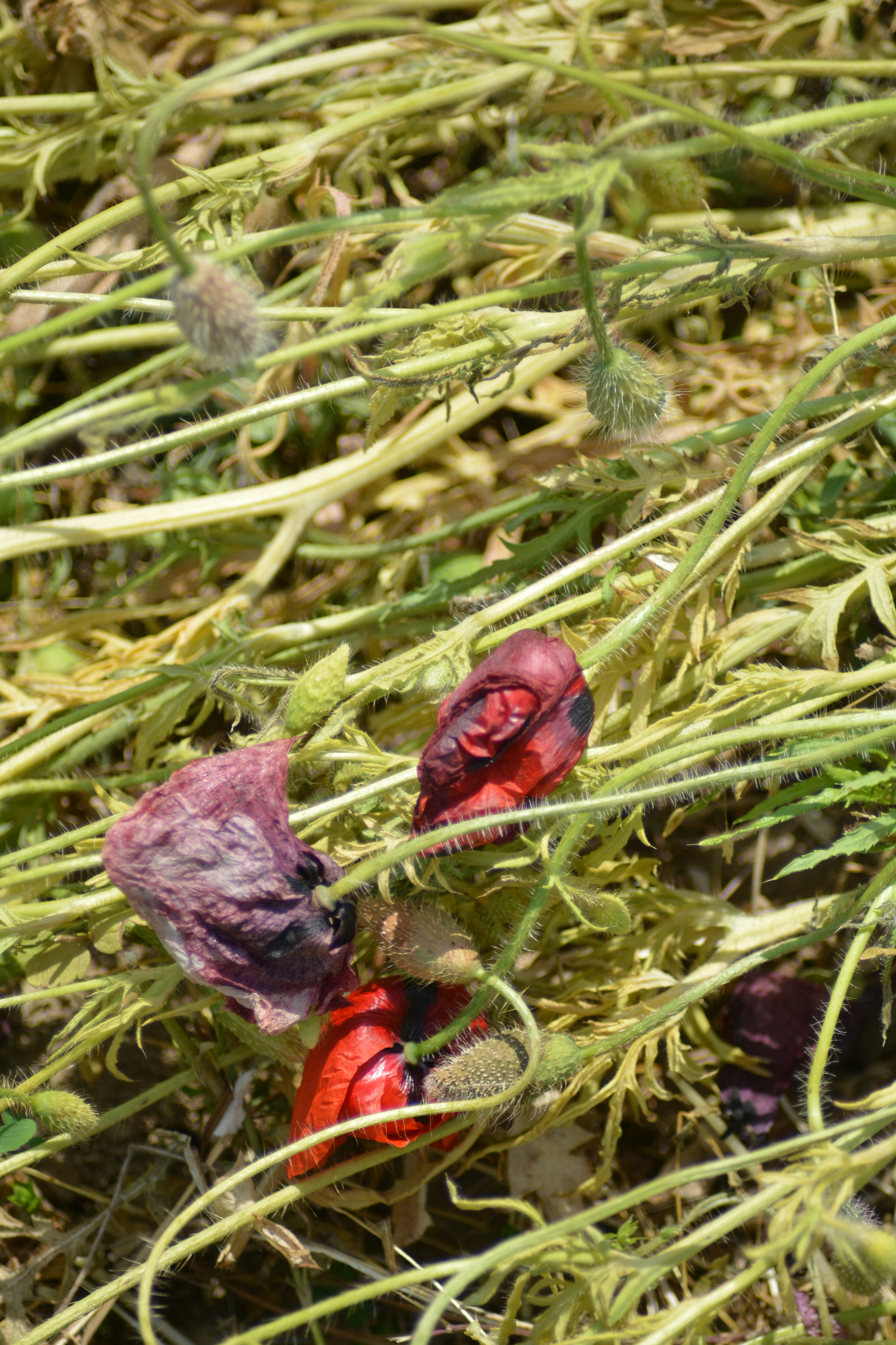 Sunlit close-up of withered red and purple petals entangled in a tangle of dried green stems and seed pods, conveying a natural still-life of decay. The scene emphasizes texture and color erosion in a garden setting.