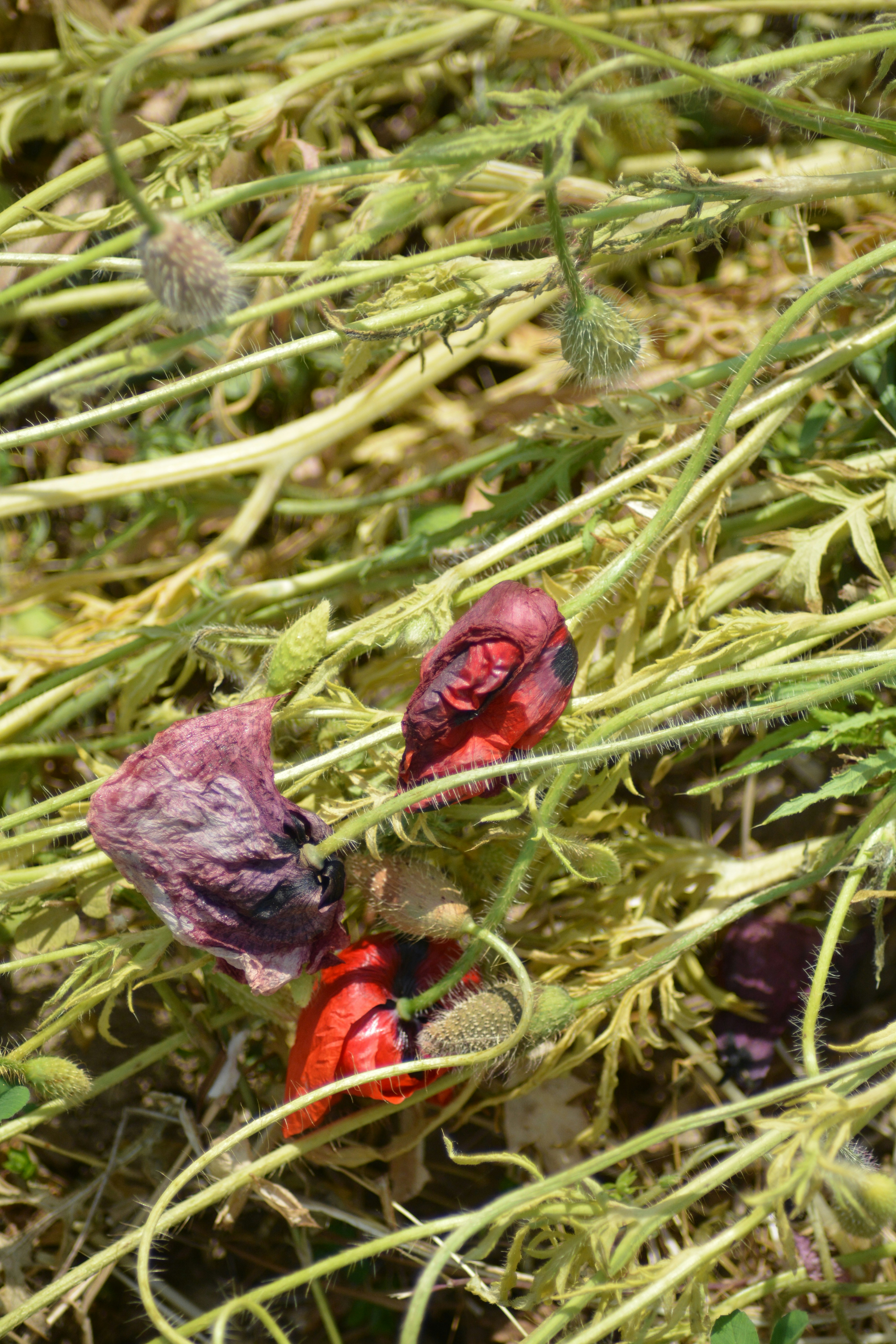 Crimson Seed Pods Among Parched Stems