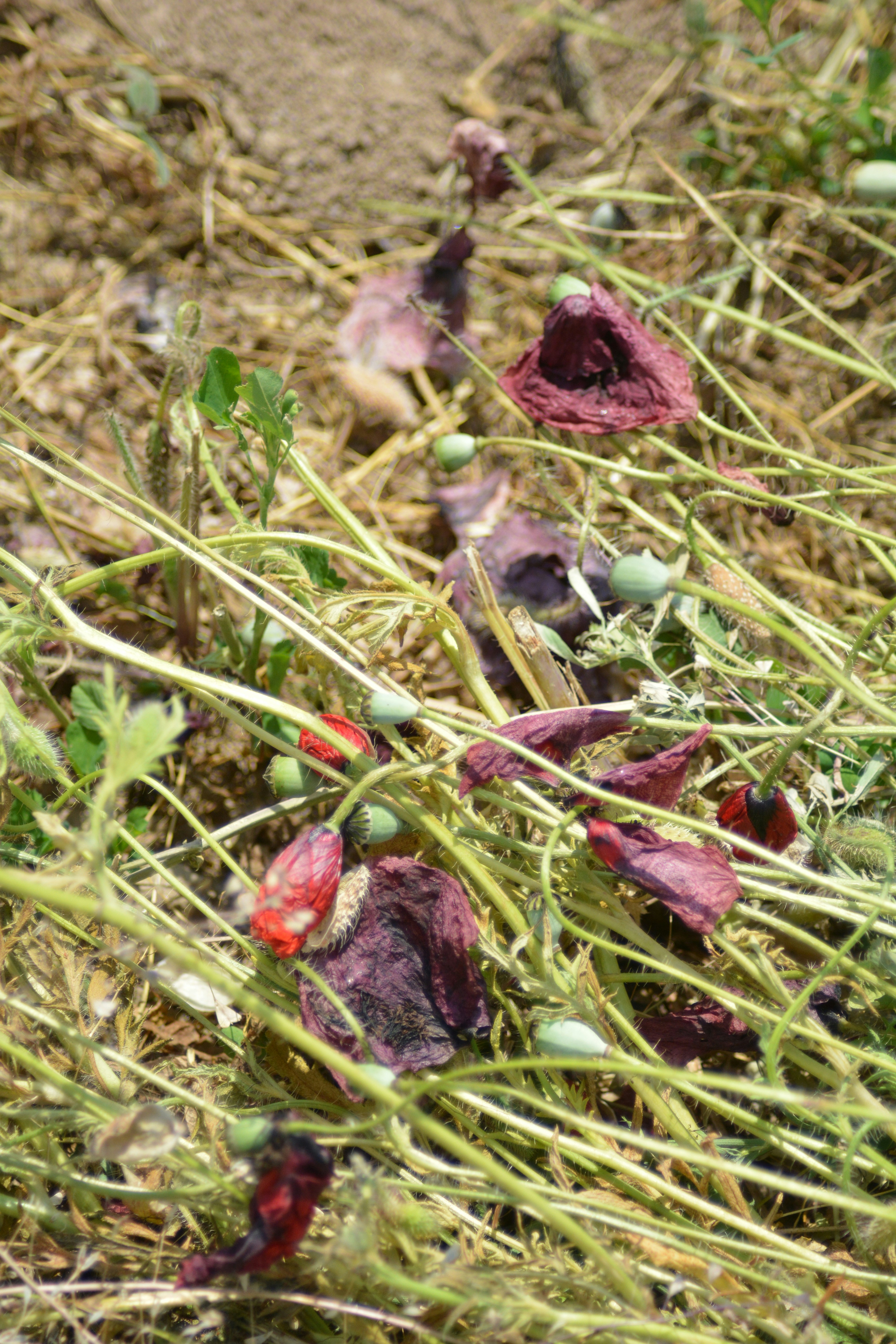 Withered Flower Bed: A Tangle of Seed Pods and Crimson Petals