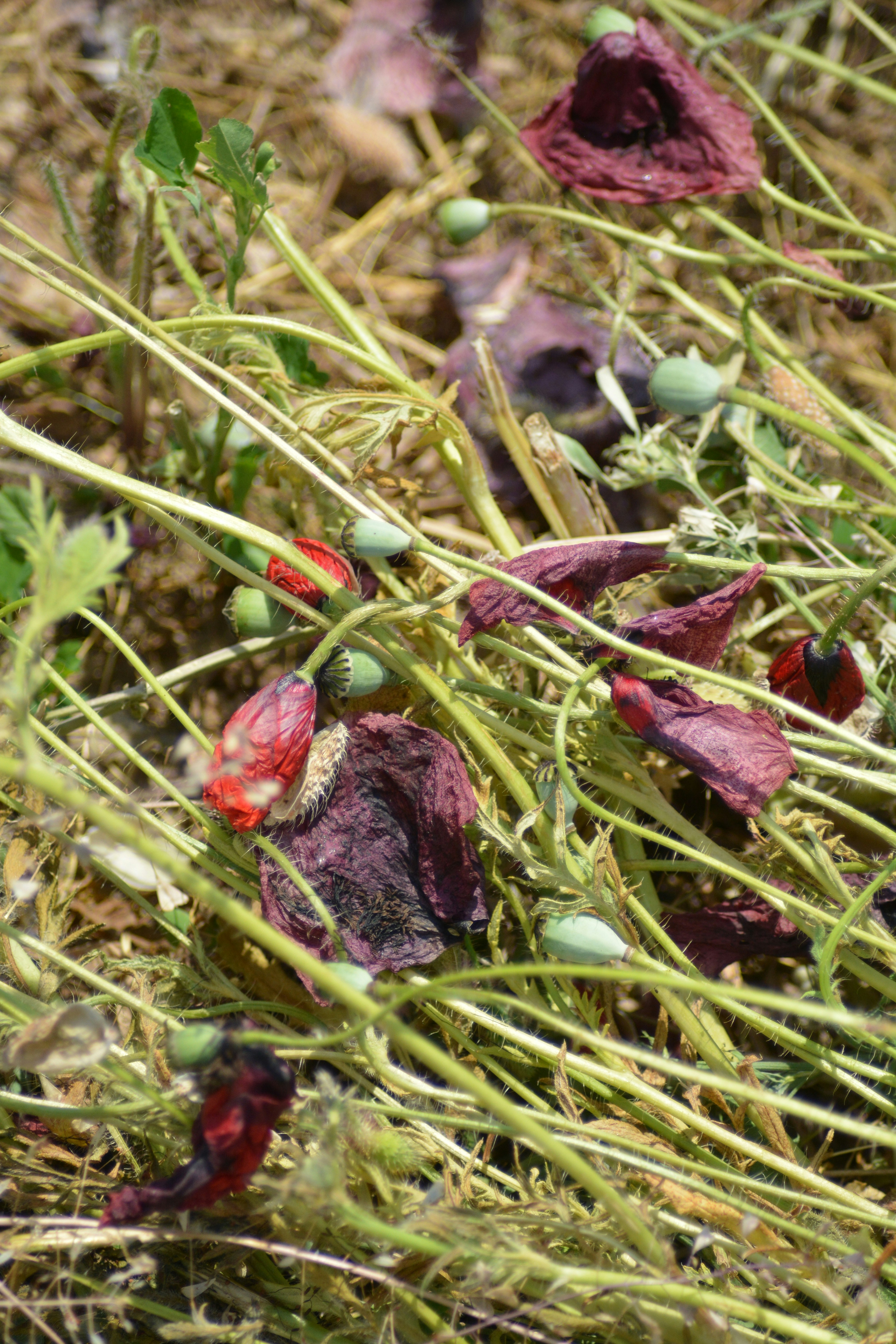 Dormant Papaver Under a Shown Sky of Twine and Seeds