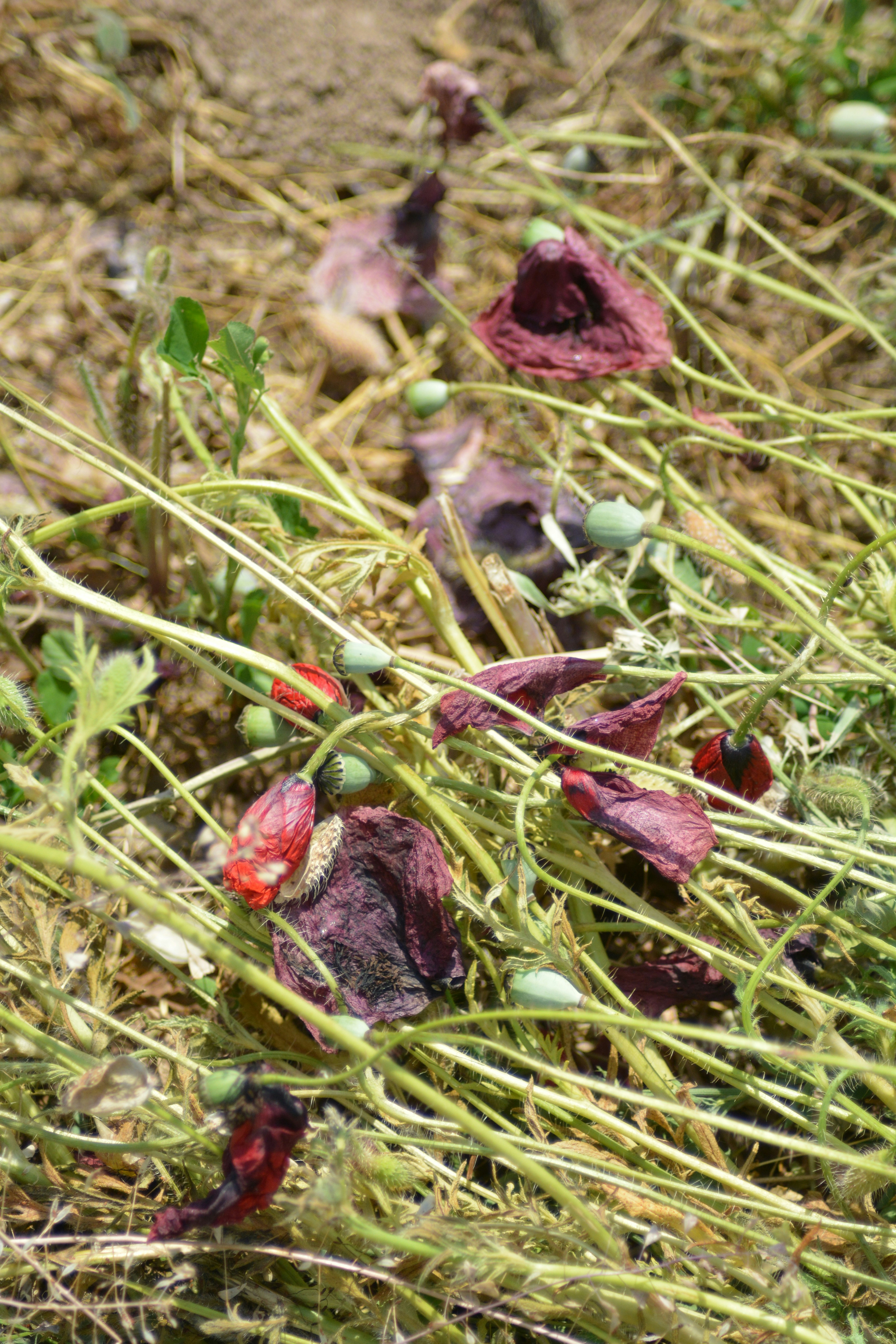 Crushed Blooms in a Dried Poppy Patch