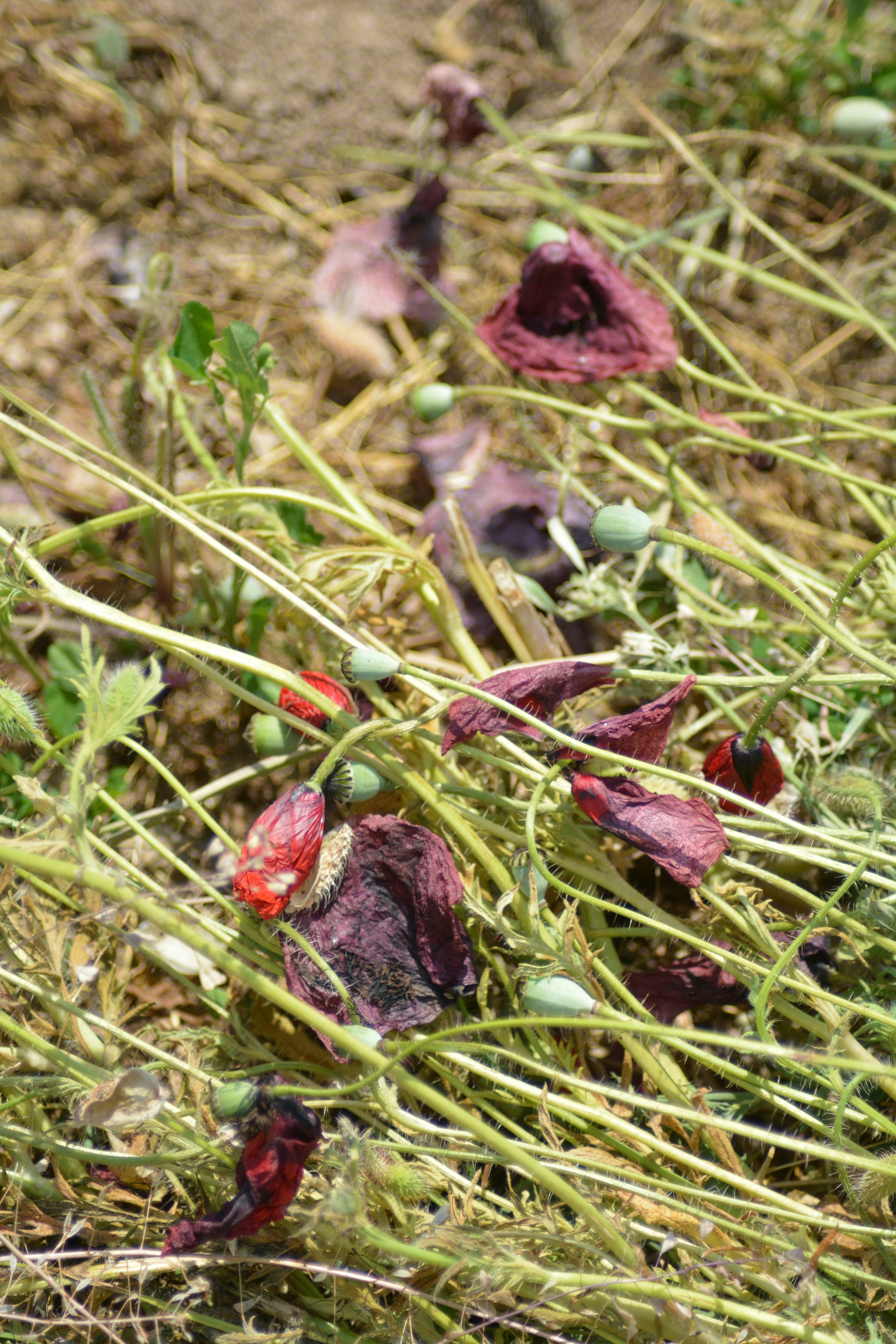 Withered Petals Tangle Amid Bare Stems