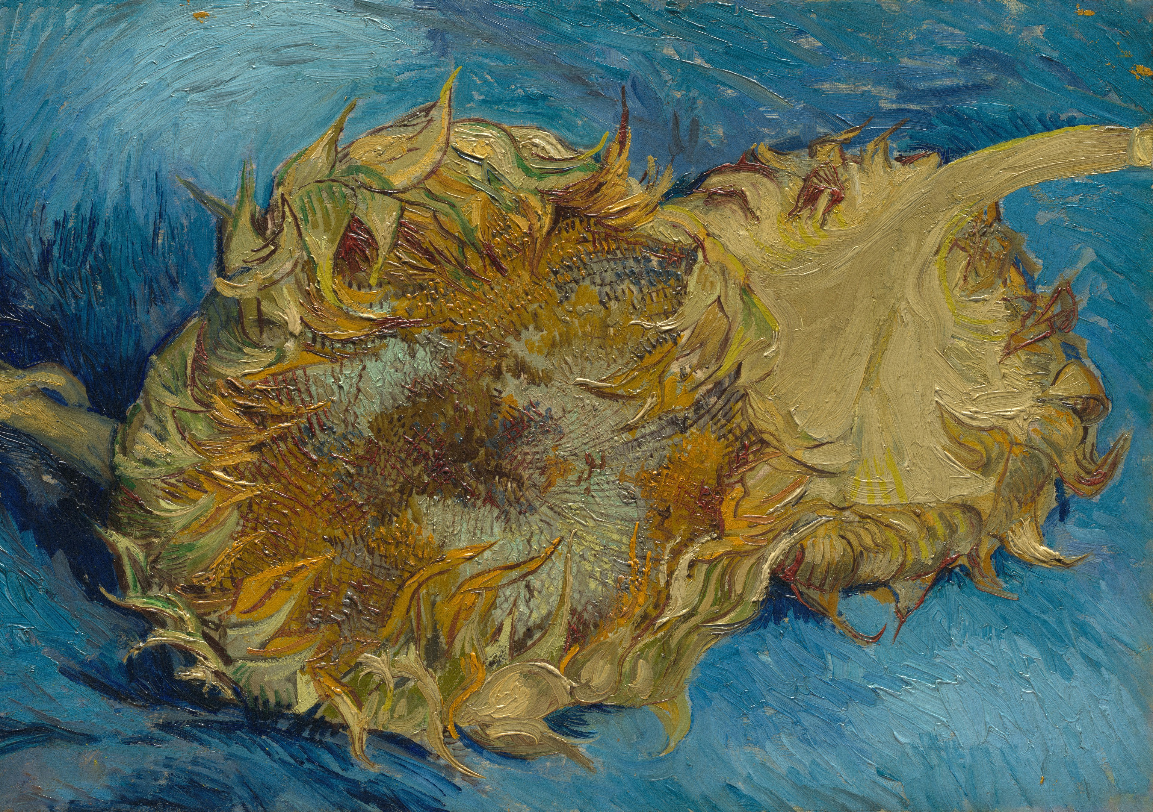 Sunflower Bloom in Bold Swirl: A Sun-Kissed Sea of Blue