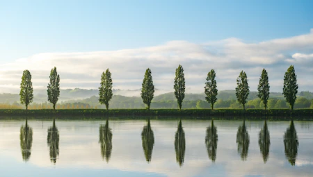 Line of silent sentinels: trees mirrored over glassy water