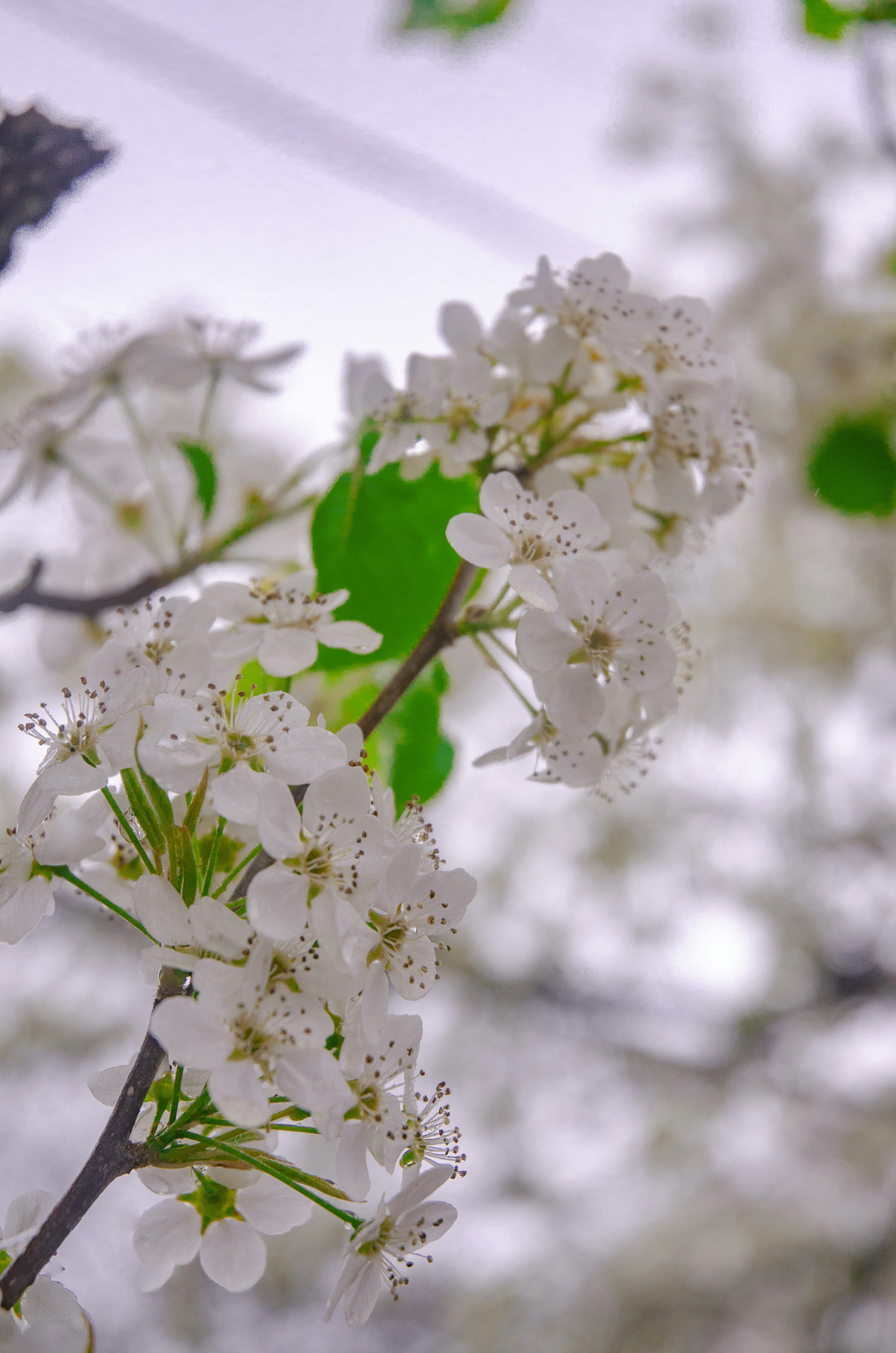Blossoms in Soft Focus: White Petals Against Spring Light