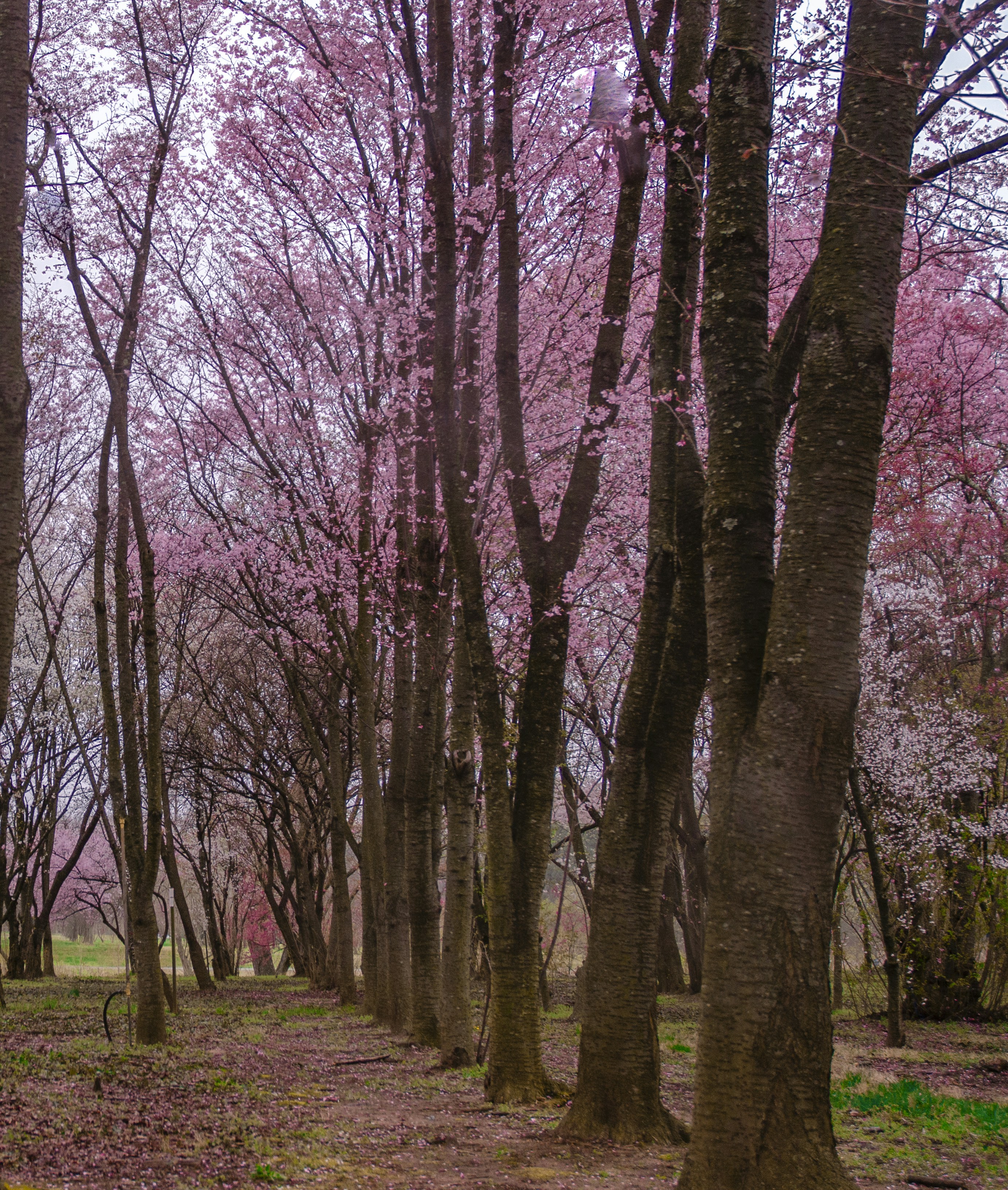 Row of Cherry Trees in Soft Pink Bloom Across a Quiet Park