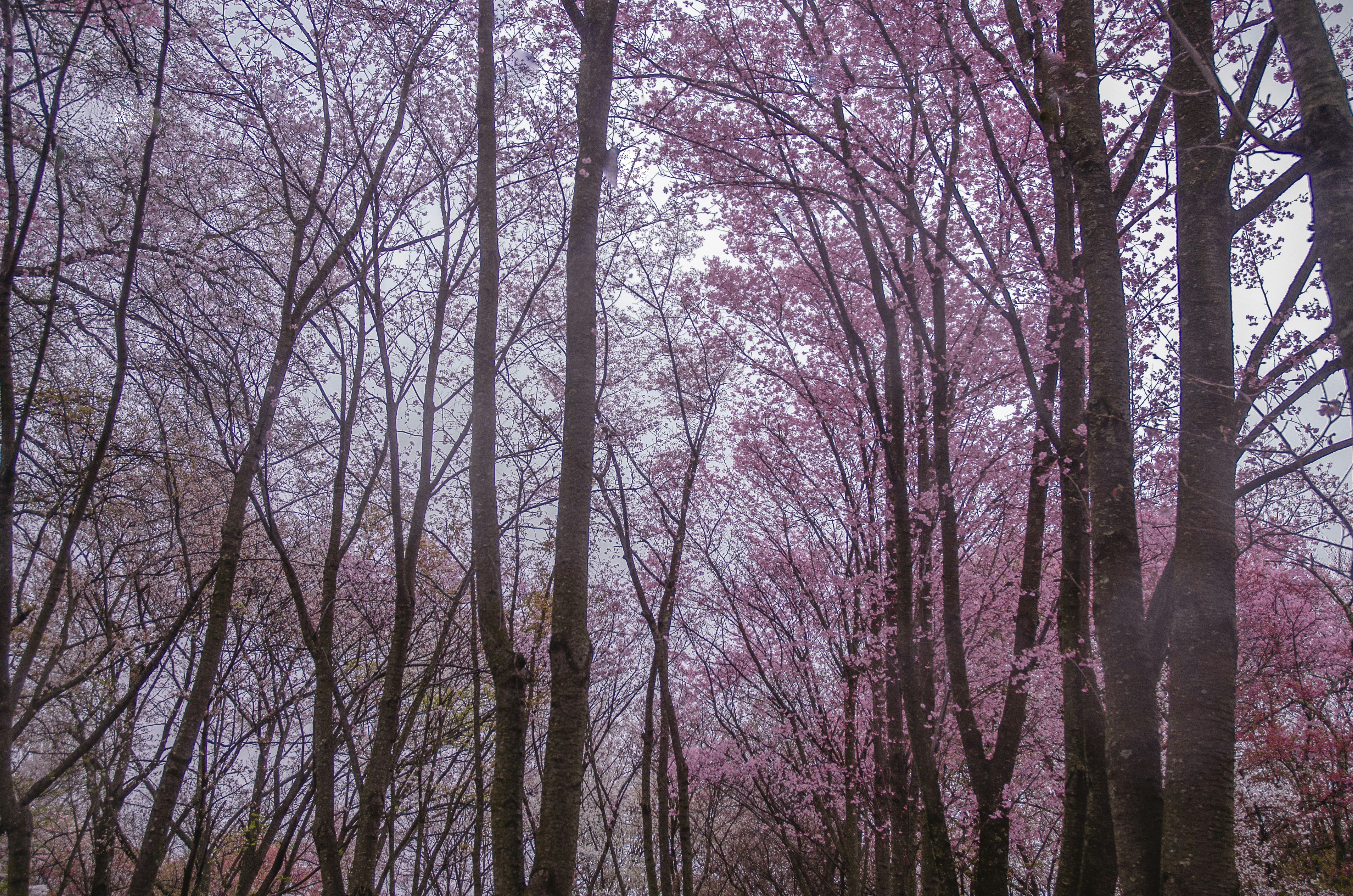 Blossom Canopy: A Forest of Pink Rivalry Between Branches