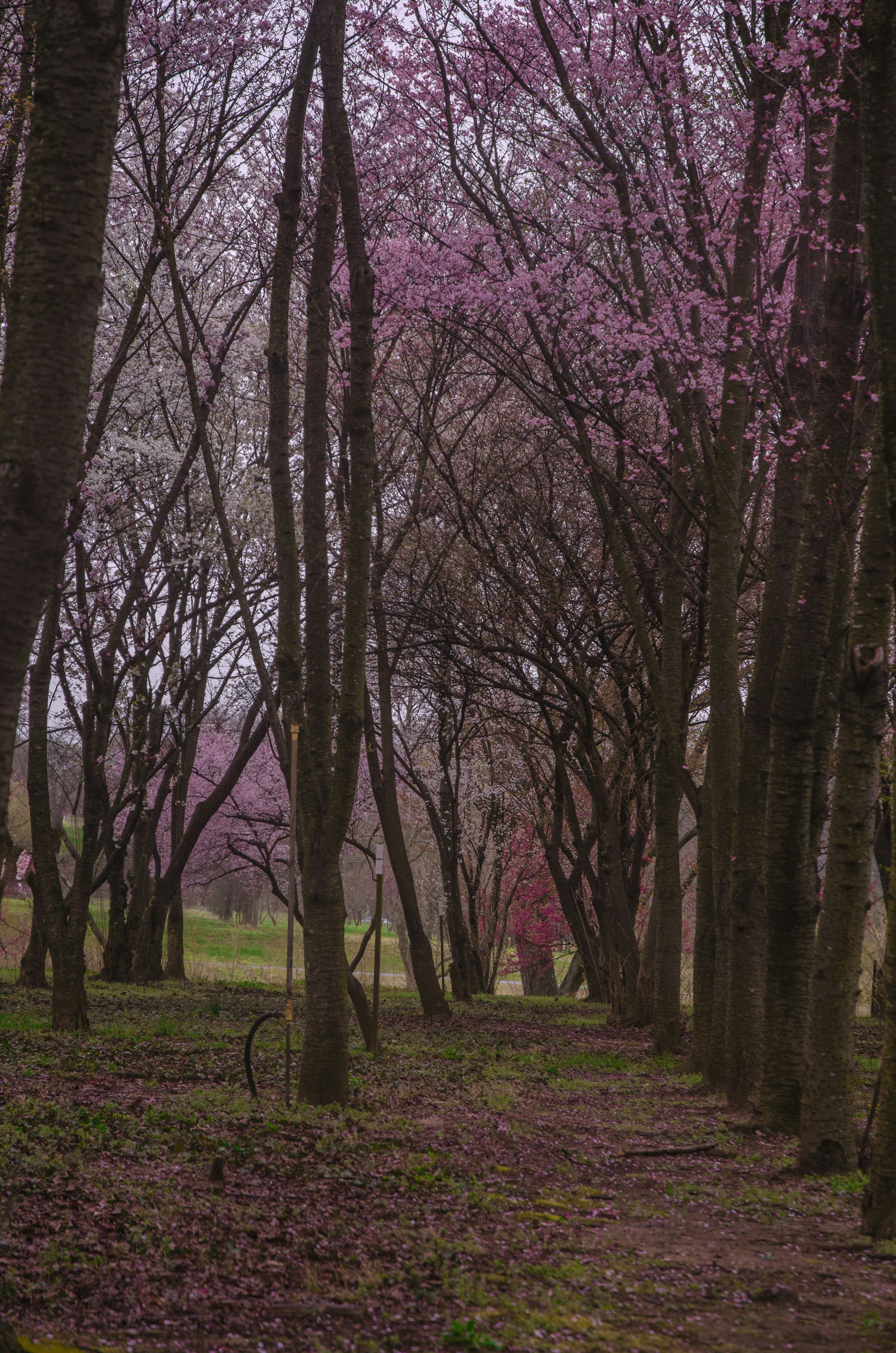 Cherry Blossom Alley: Light Through the Trunked Corridor
