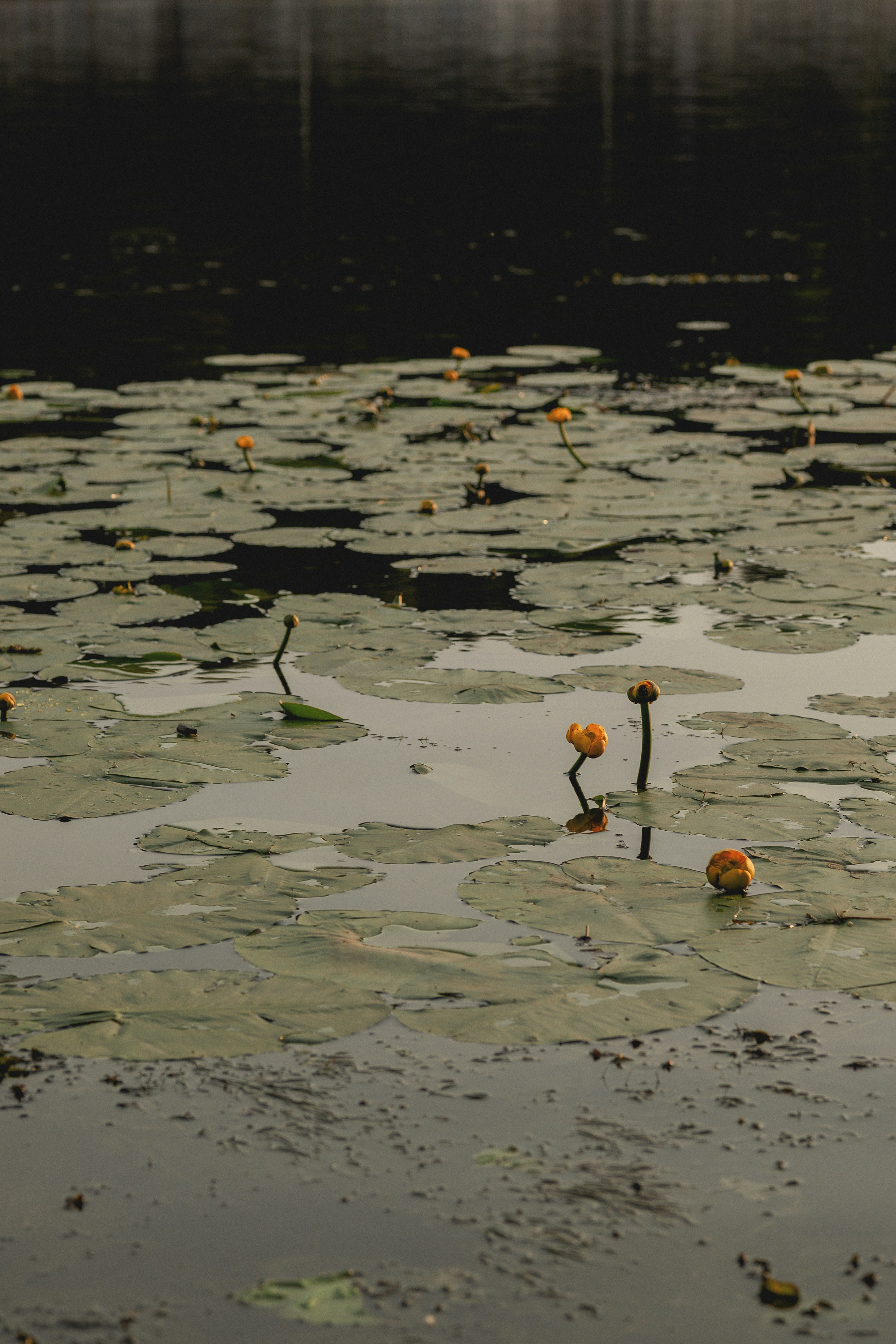 Floating gold: blooming water lilies under a somber sky