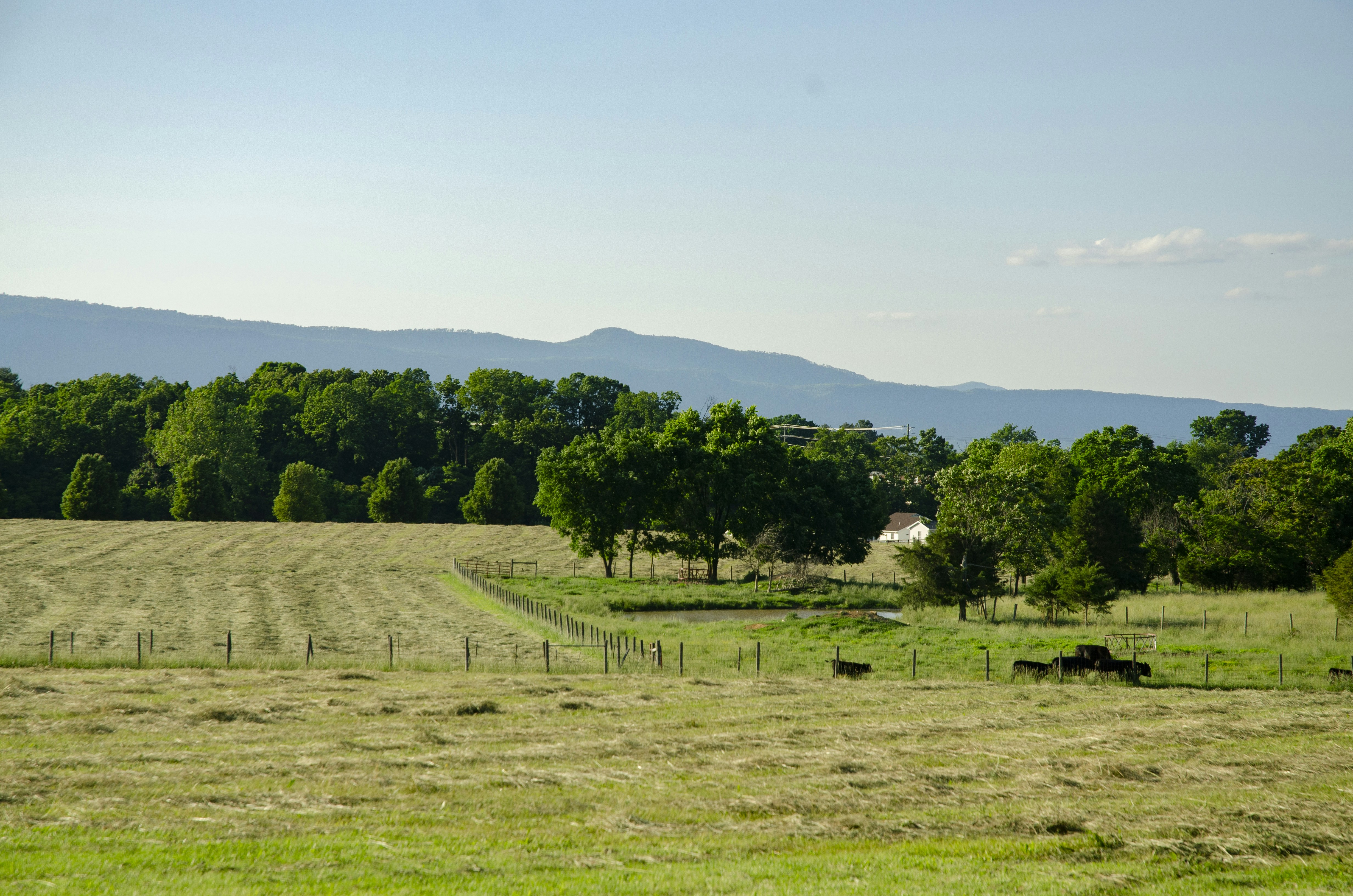 Patchwork Pasture Under a Quiet Blue Sky