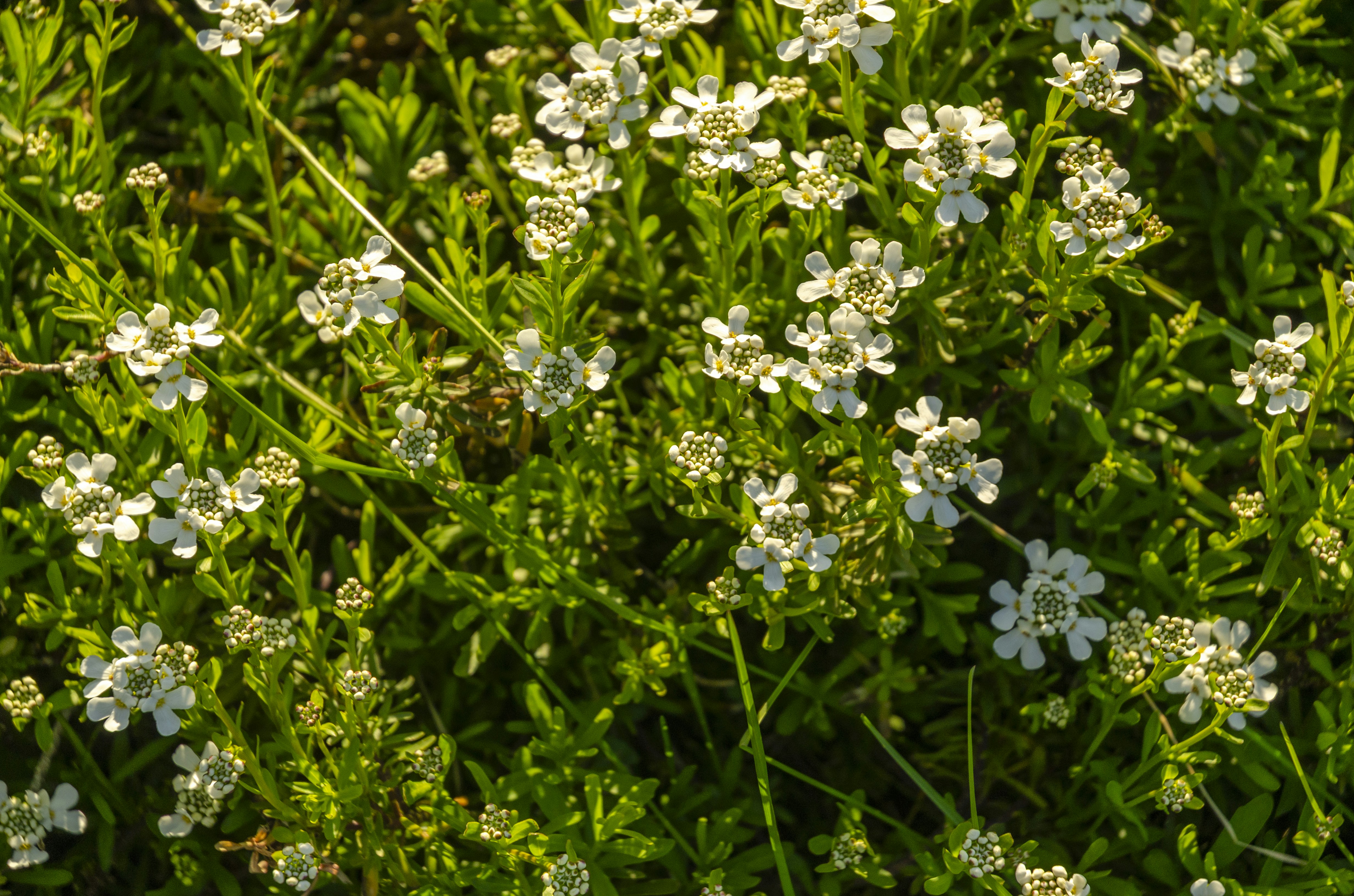 Sunlit carpet of wildflowers: delicate white blossoms among green foliage