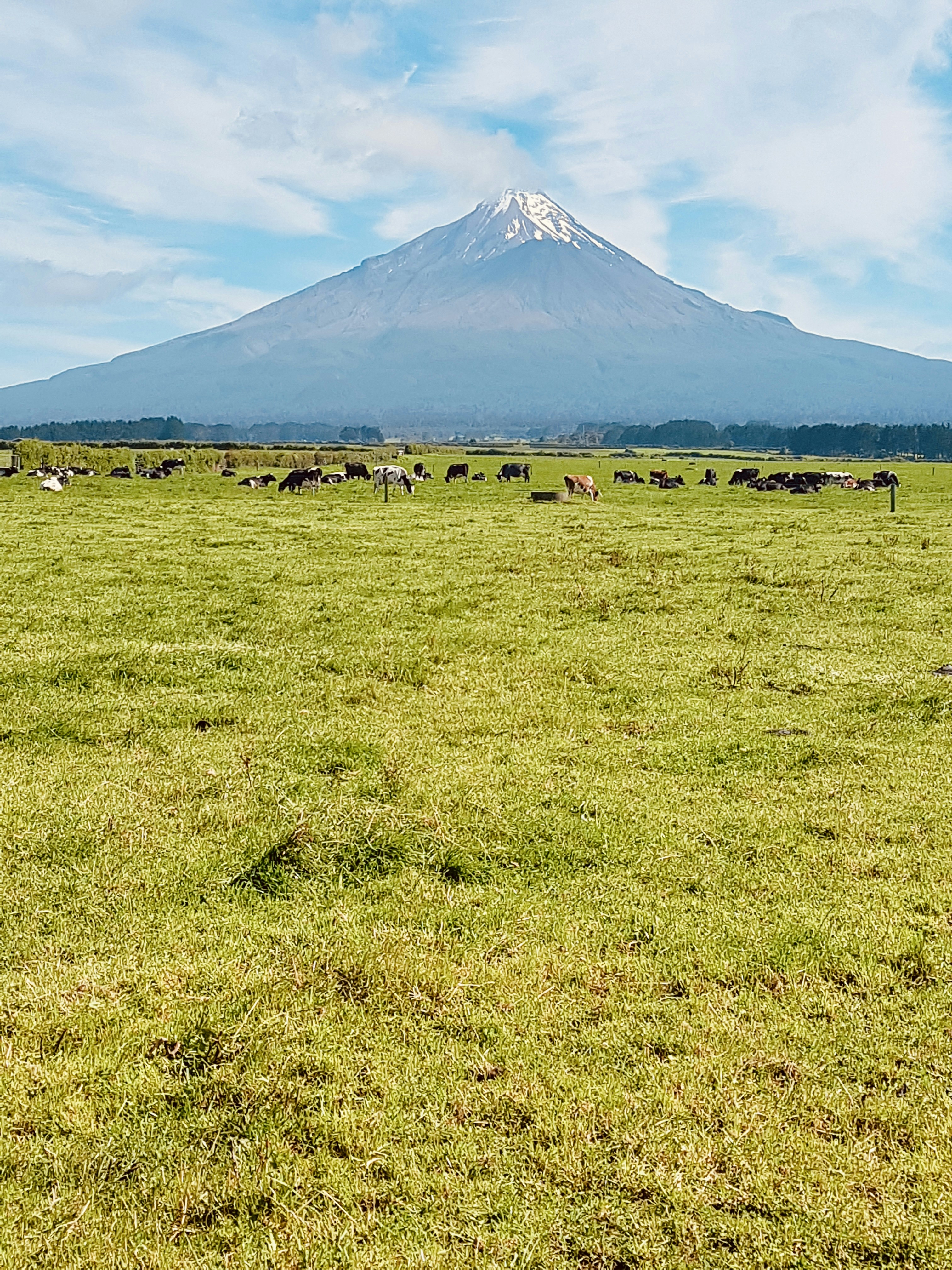 Crowned Peak Over Grassland: A Mountain Watching Over Cattle