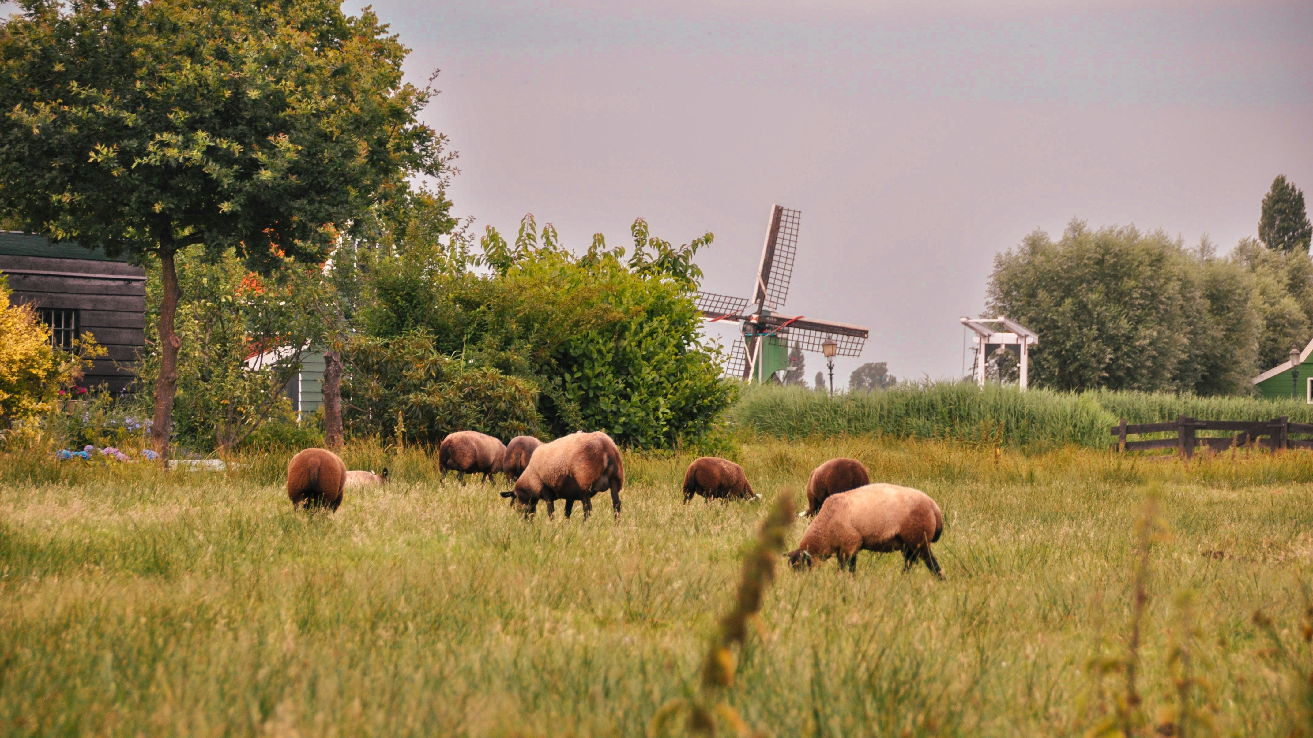 Pasture with Grazing Sheep and a Distant Windmill