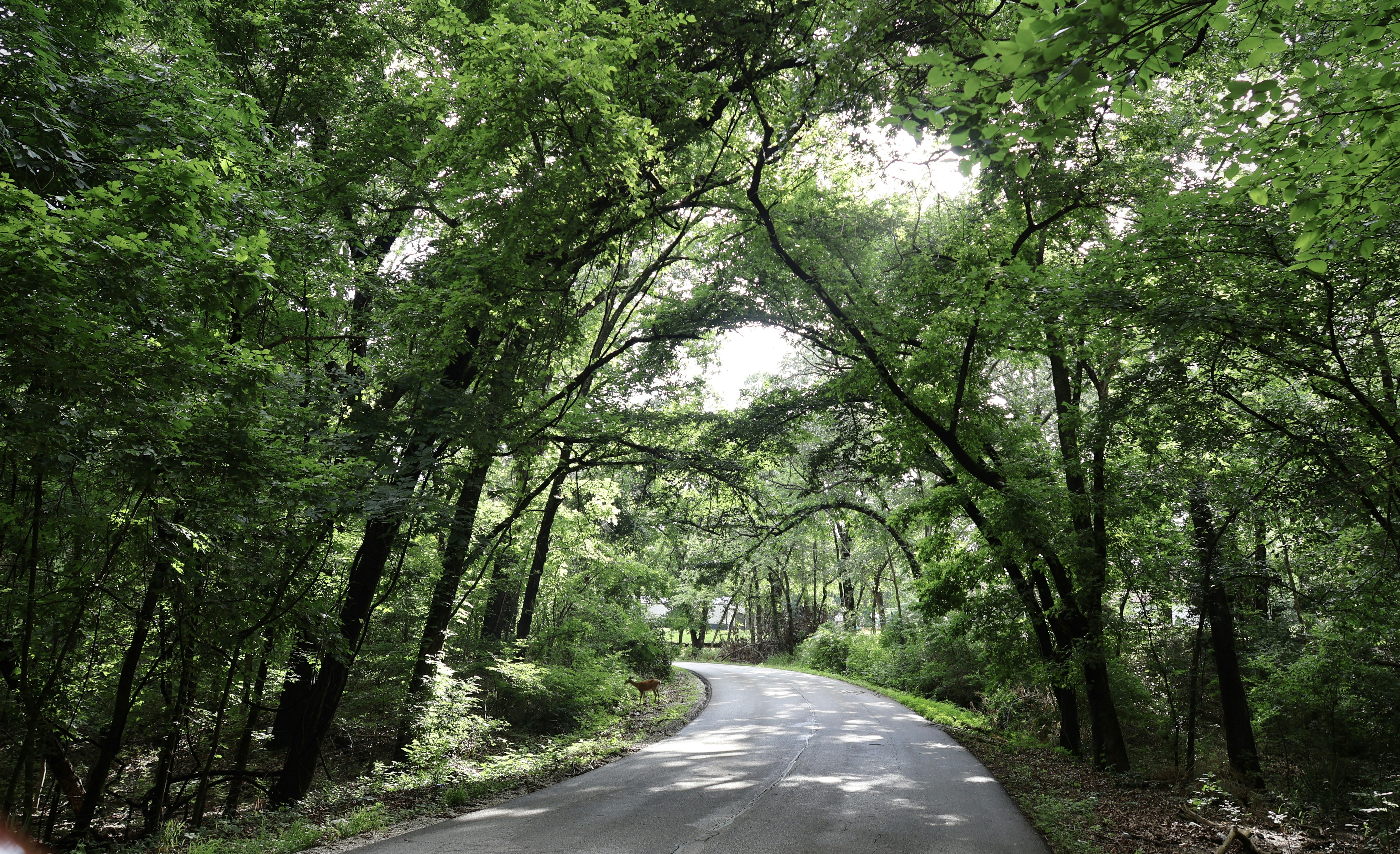 A winding road under a canopy of lush green trees. photo – Free Summer ...