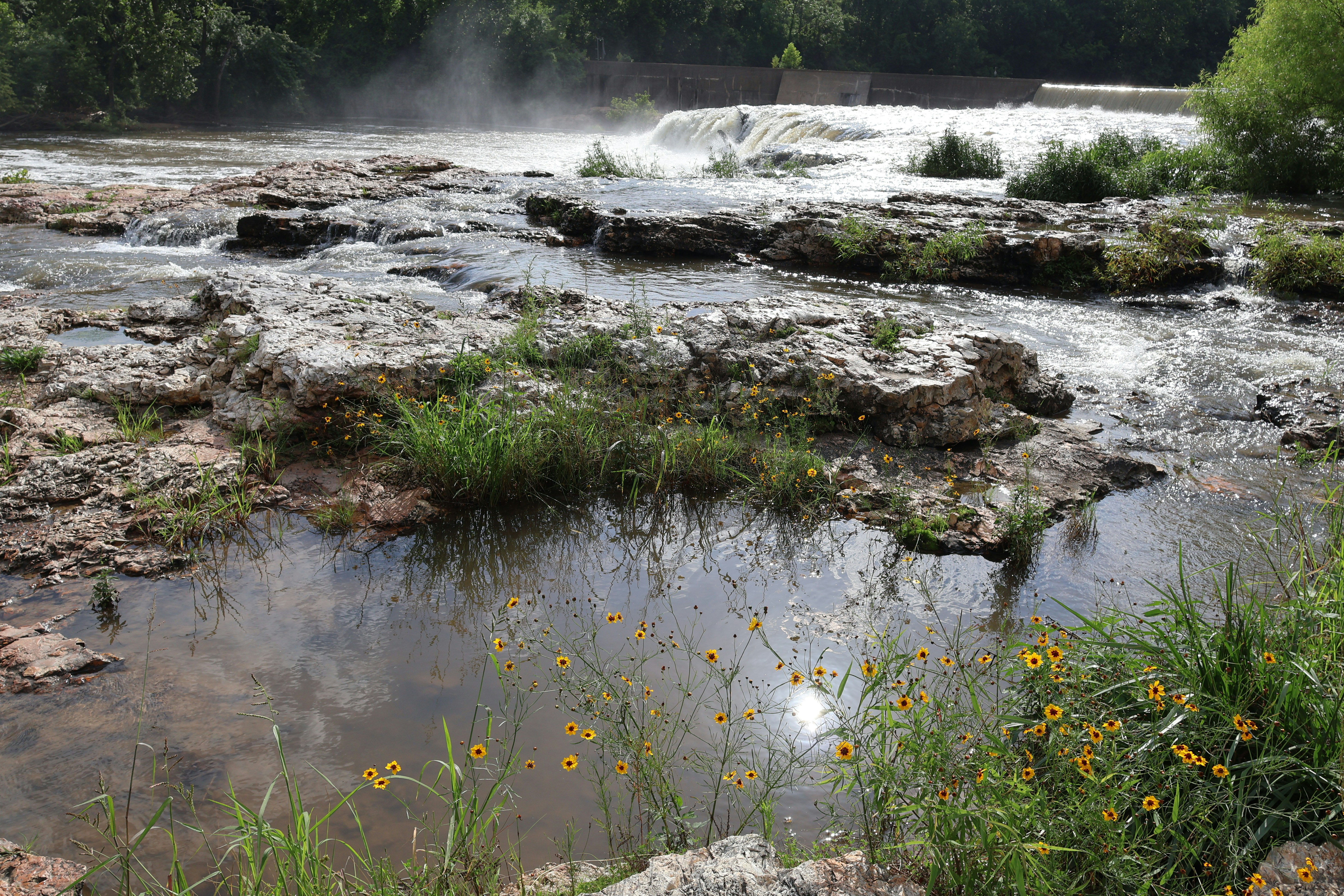 Rushing Water Over Tumbled Rocks with Wildflowers