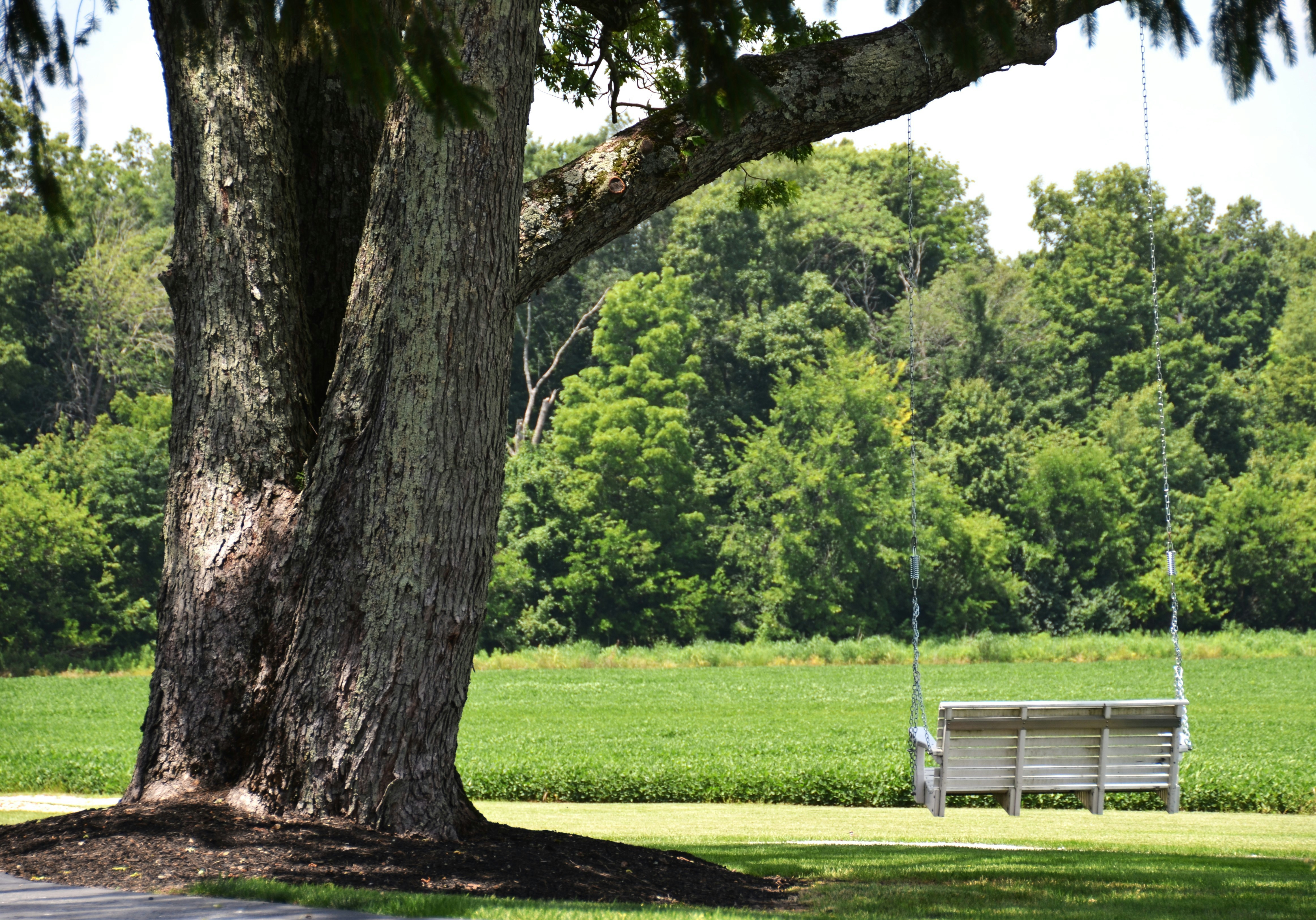 Shade and Swing: A Quiet Park Scene Under a Monumental Tree