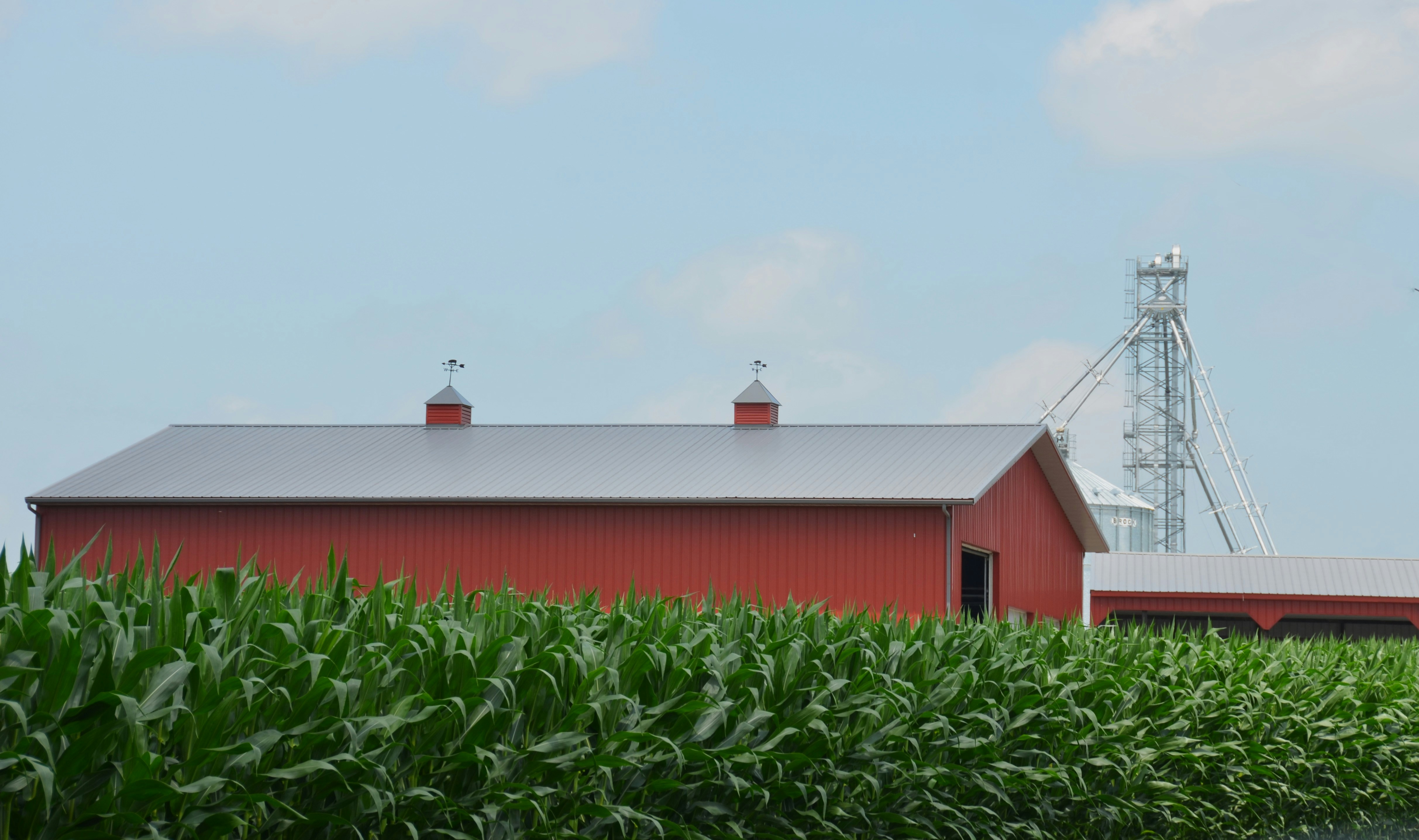 Red Barn Silhouette Above a Field of Corn under a Clear Sky