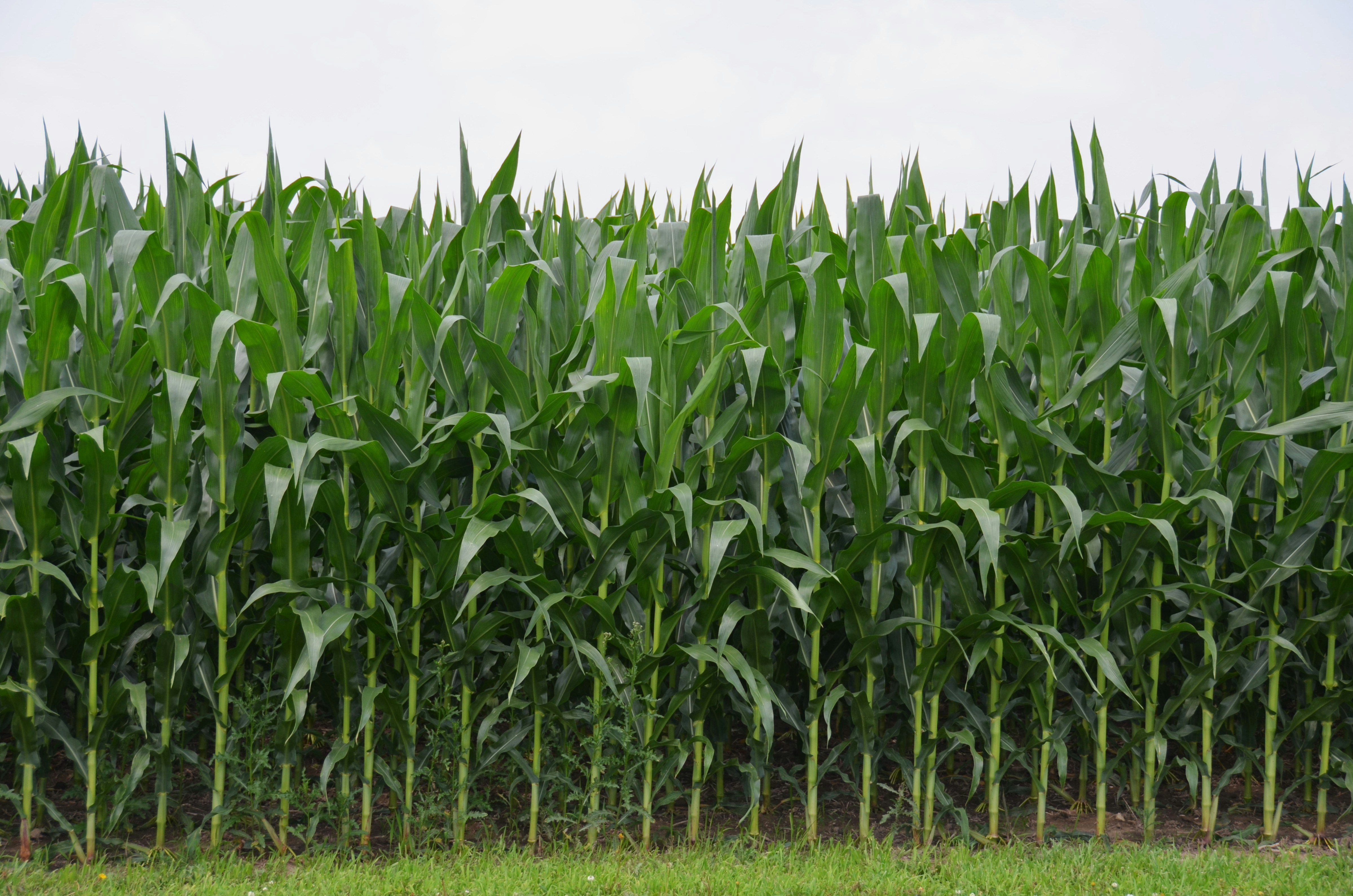 Green Cathedral: Rows of Corn Reaching Toward the Sky