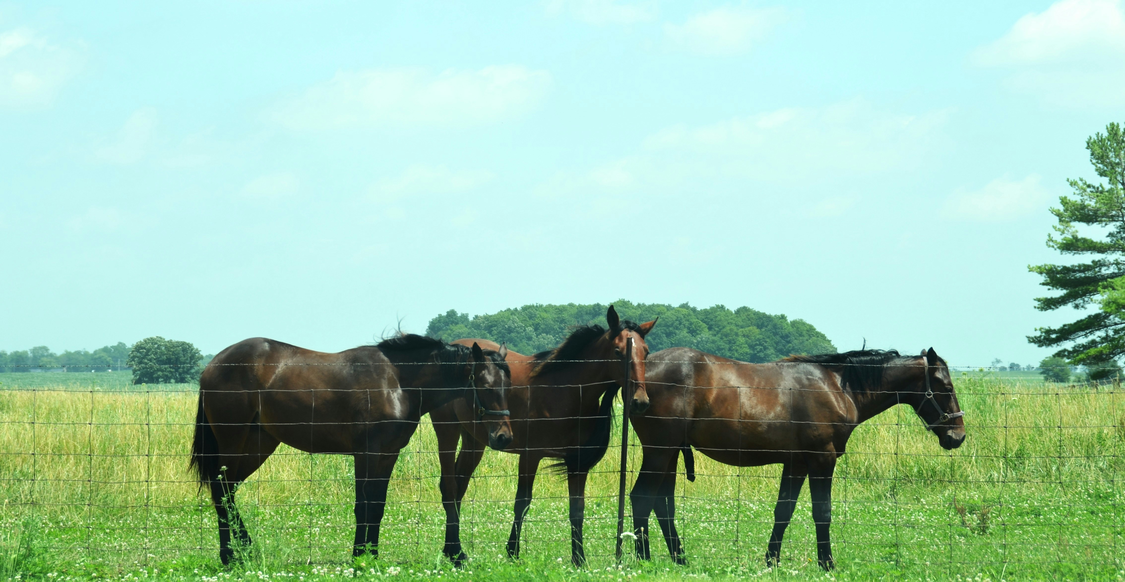 Three silhouettes of pasture horses near a wire fence under a bright sky