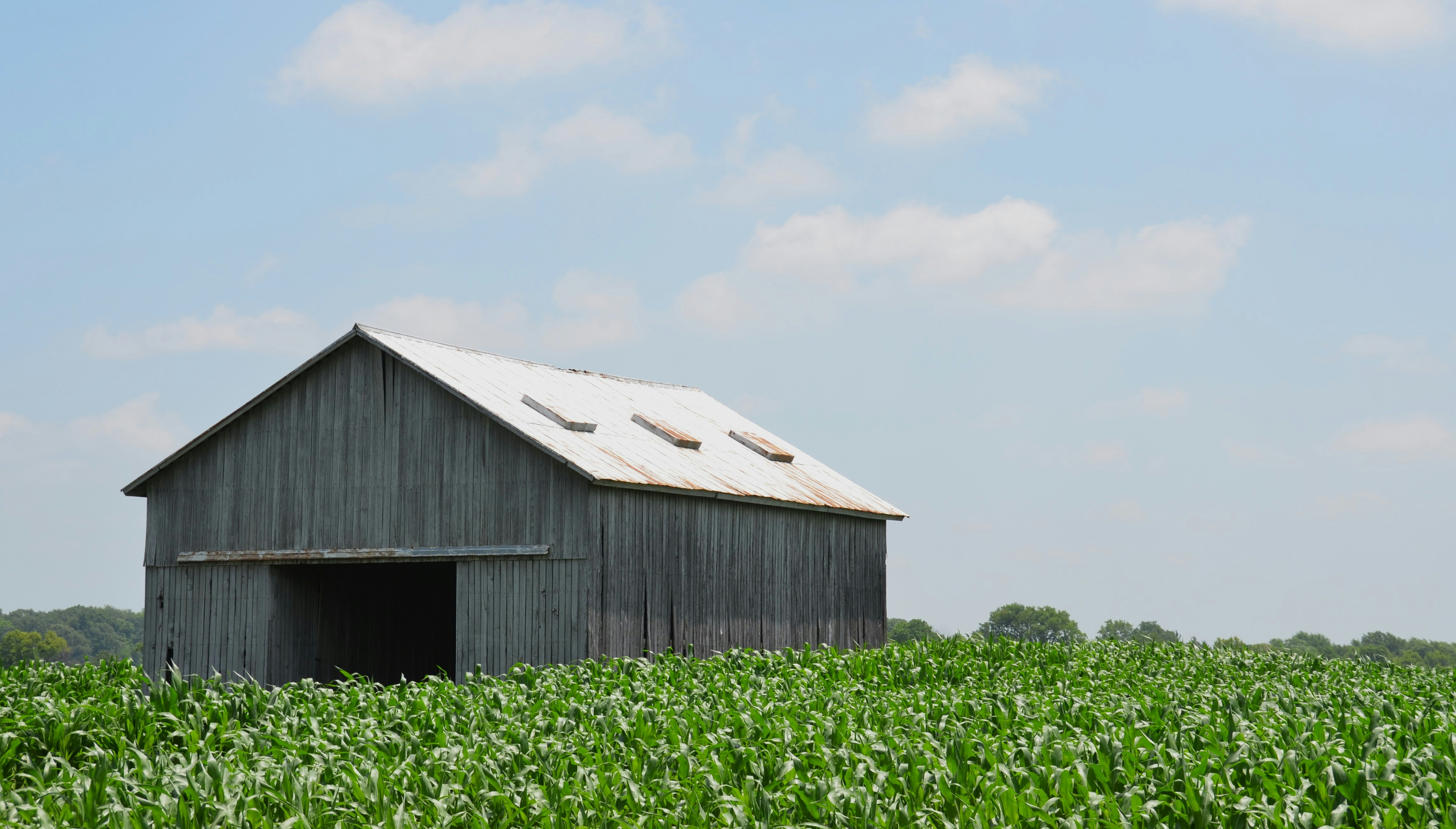 Weathered Barn Amid a Sea of Green