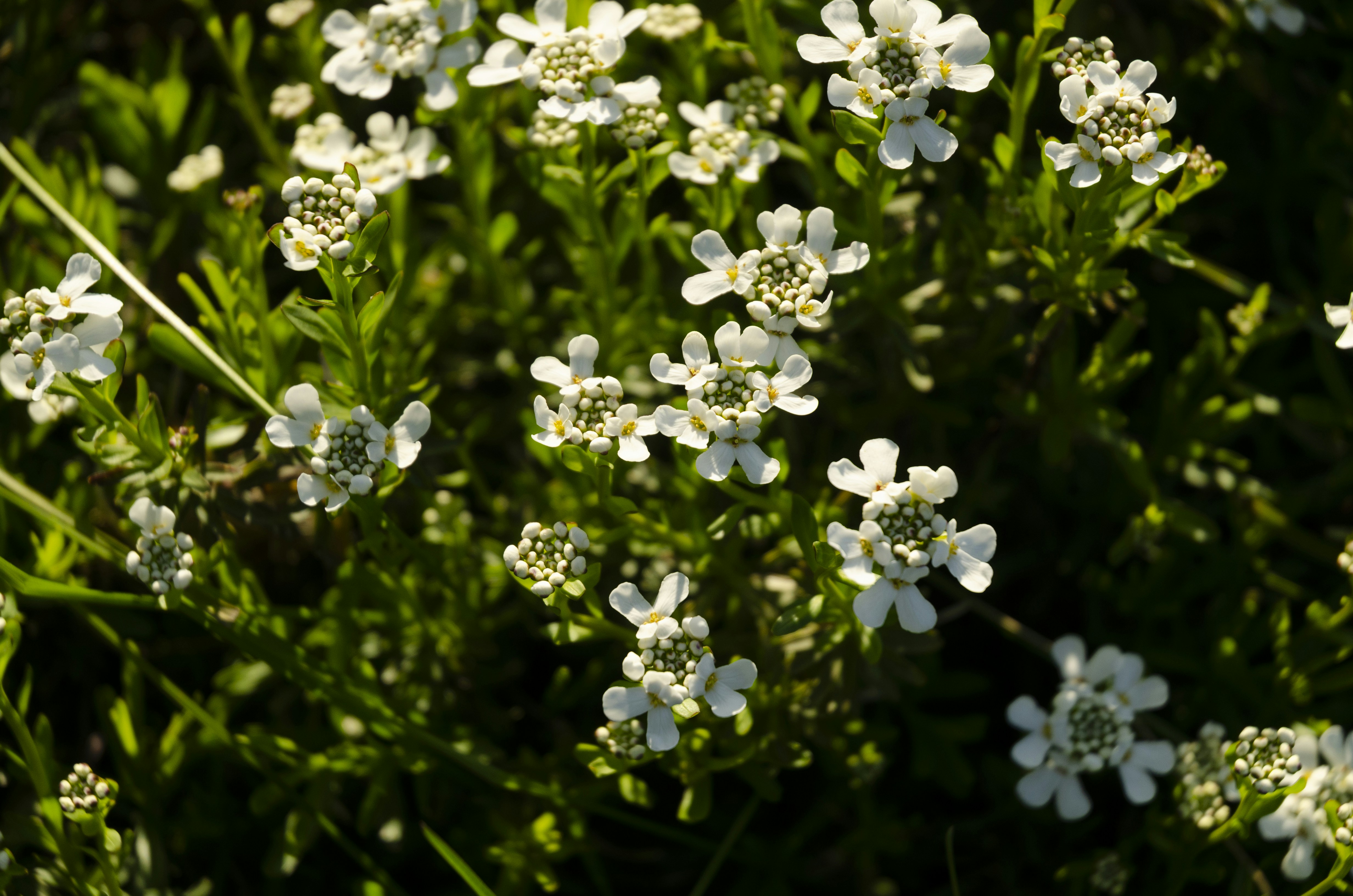Sunlit White Blossoms in a Quiet Green Patch