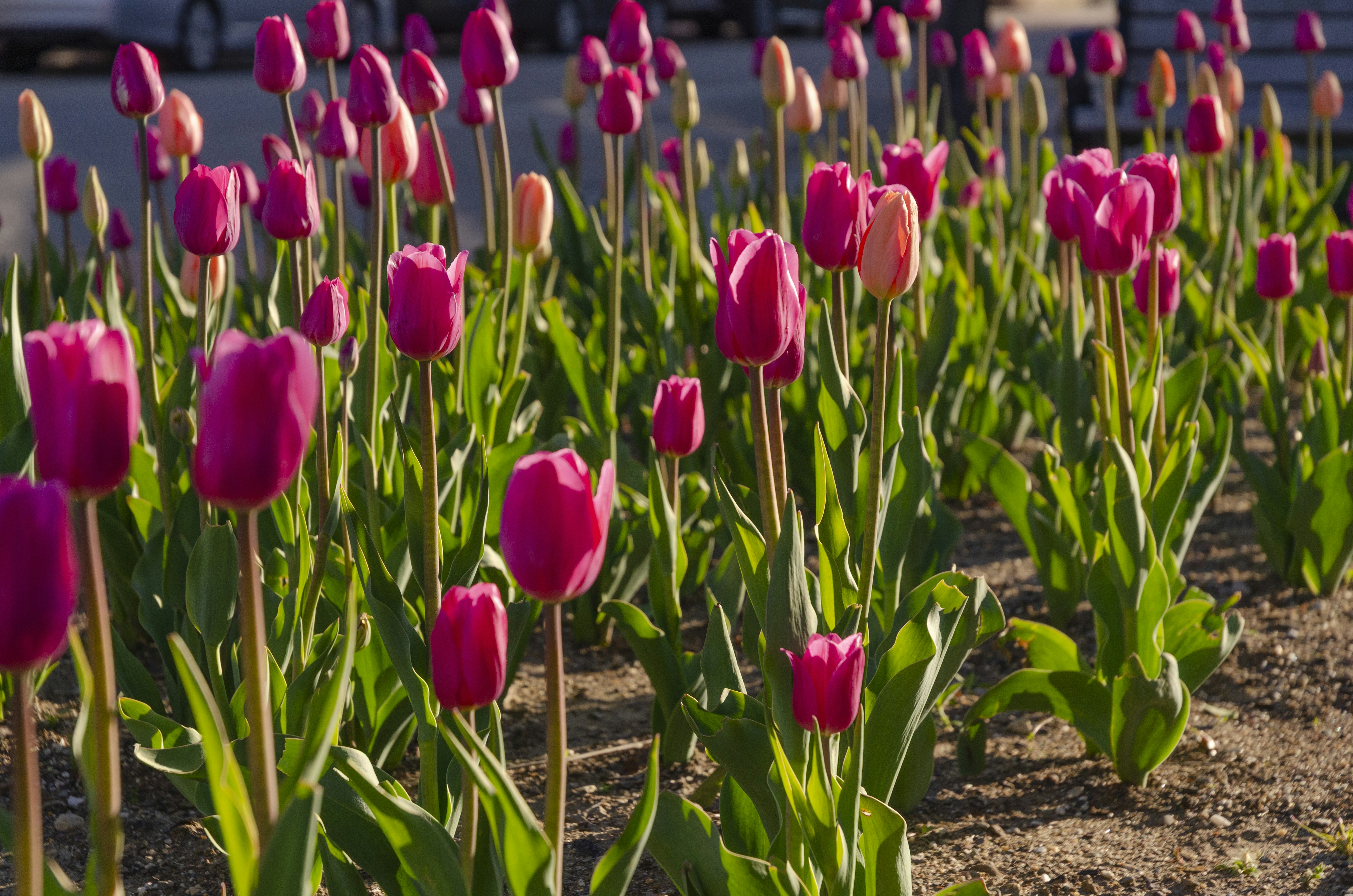 Sunlit Tulip Field: A Patchwork of Crimson Petals